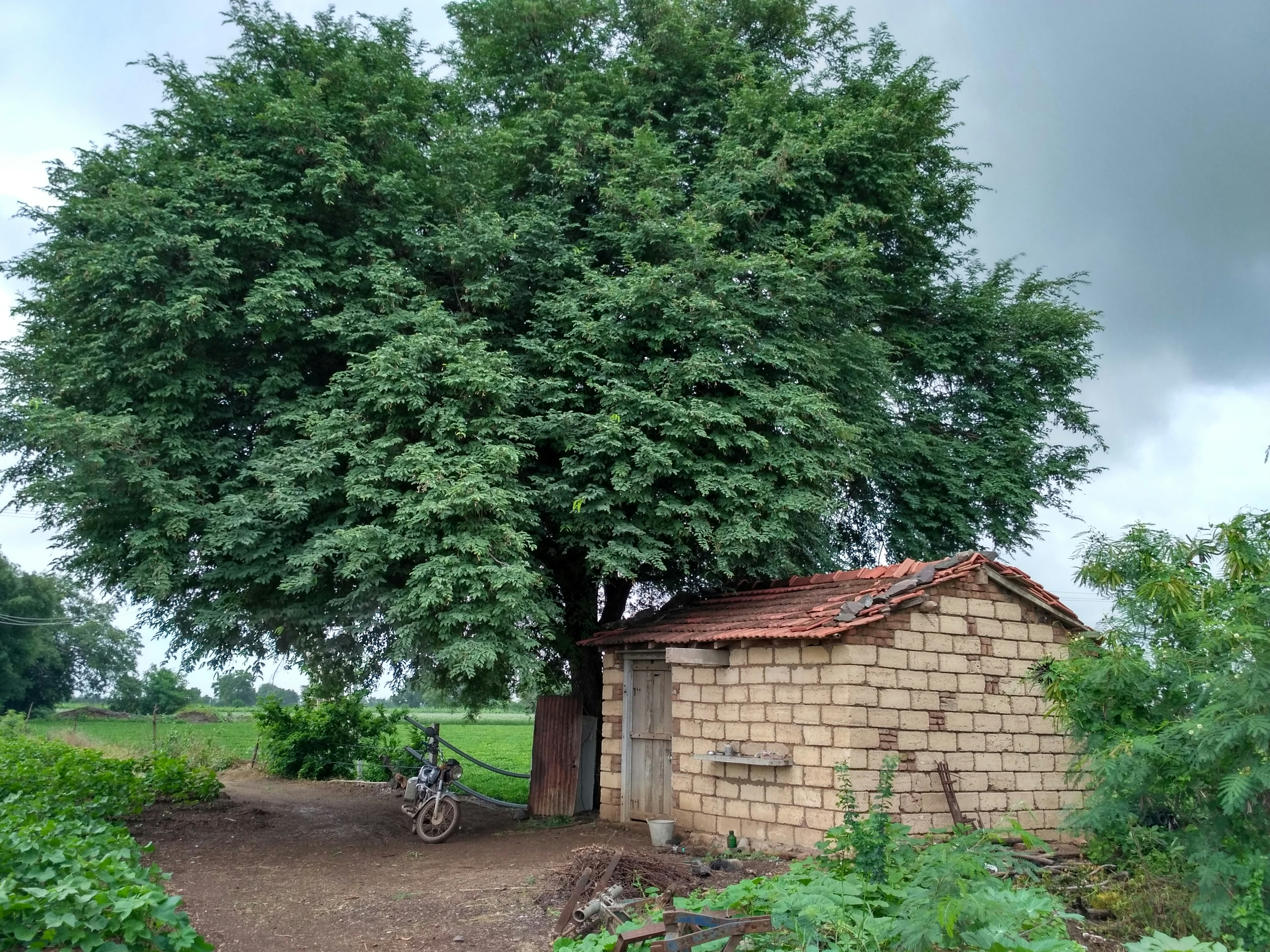Stone hut nestled beside a large tree with a bicycle resting against it, under a cloudy sky.
