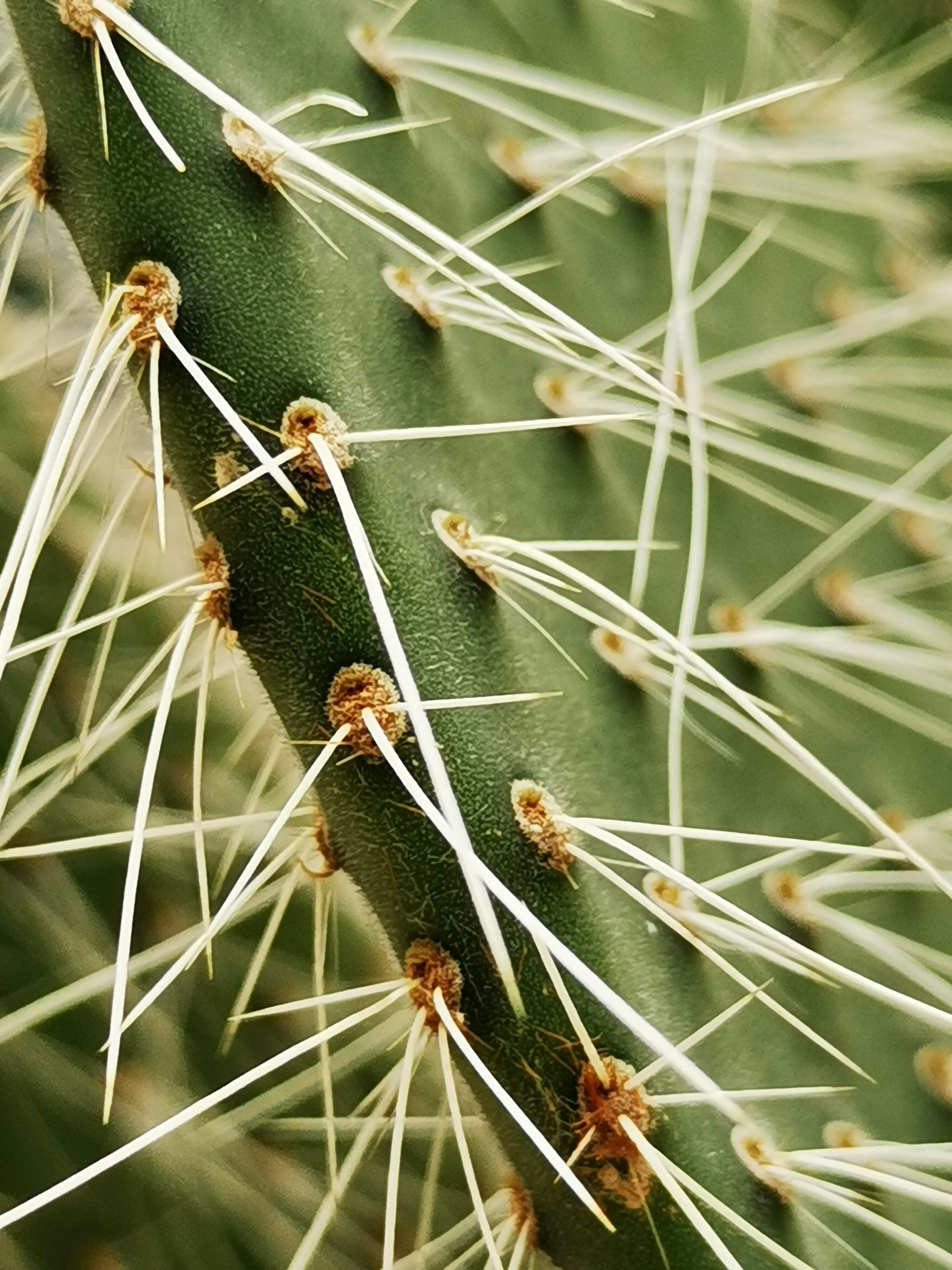 Detailed close-up of a cactus spine structure, showcasing the interplay of green skin and sharp white spines.