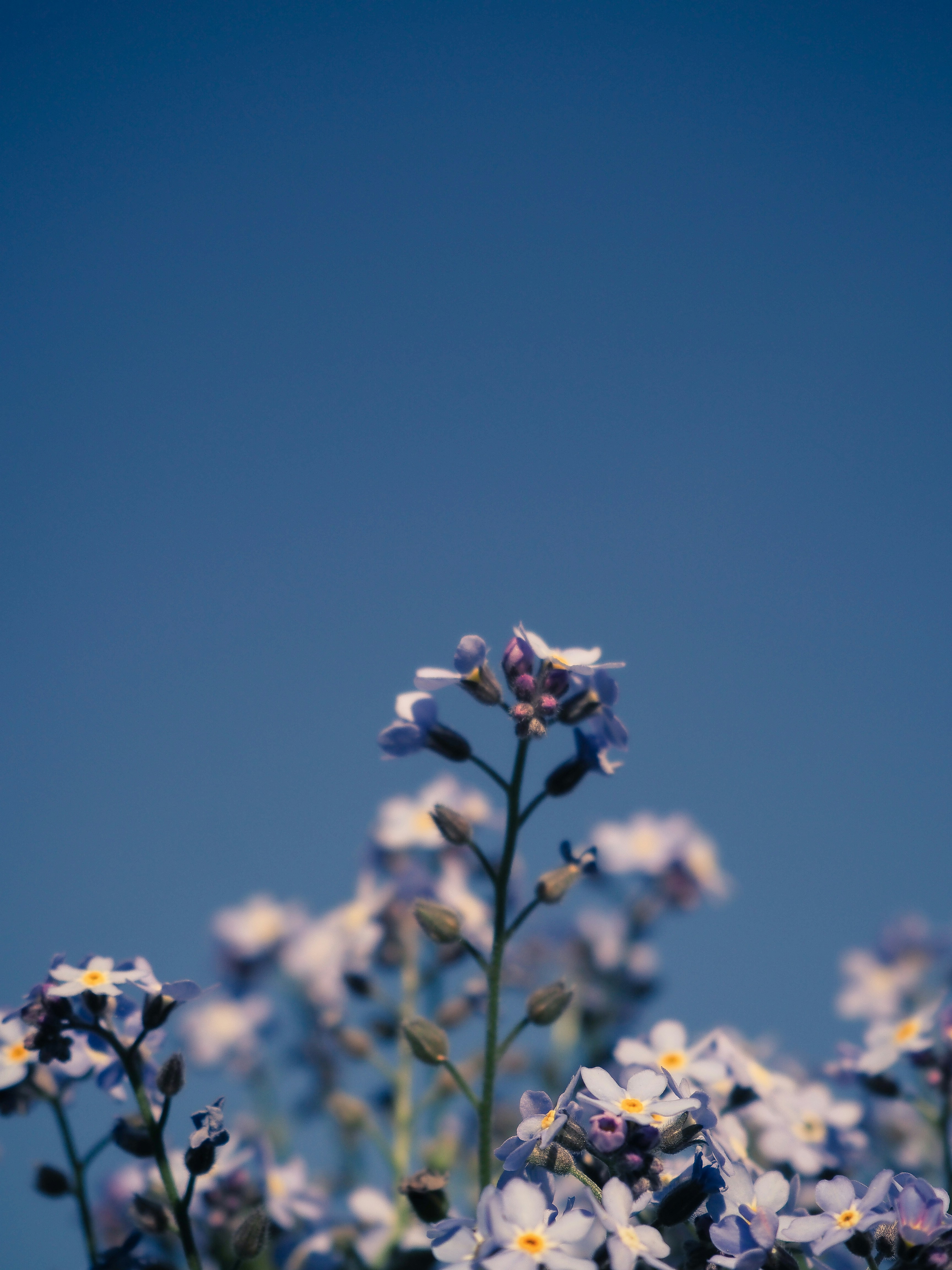 Delicate clusters of blue flowers reach towards a clear sky, embodying the essence of spring's renewal.