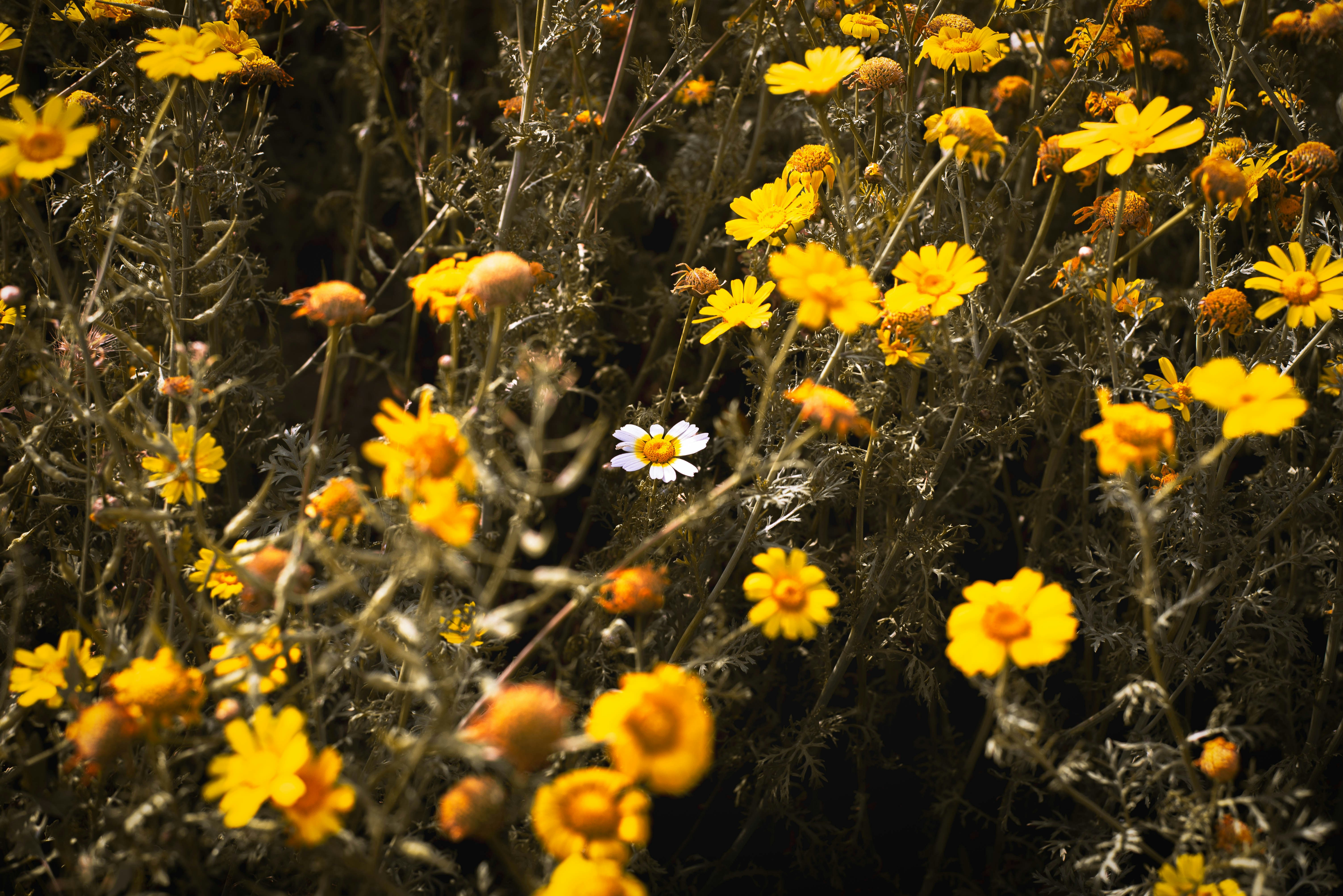 Vibrant field of yellow flowers with a single white daisy standing out among them.