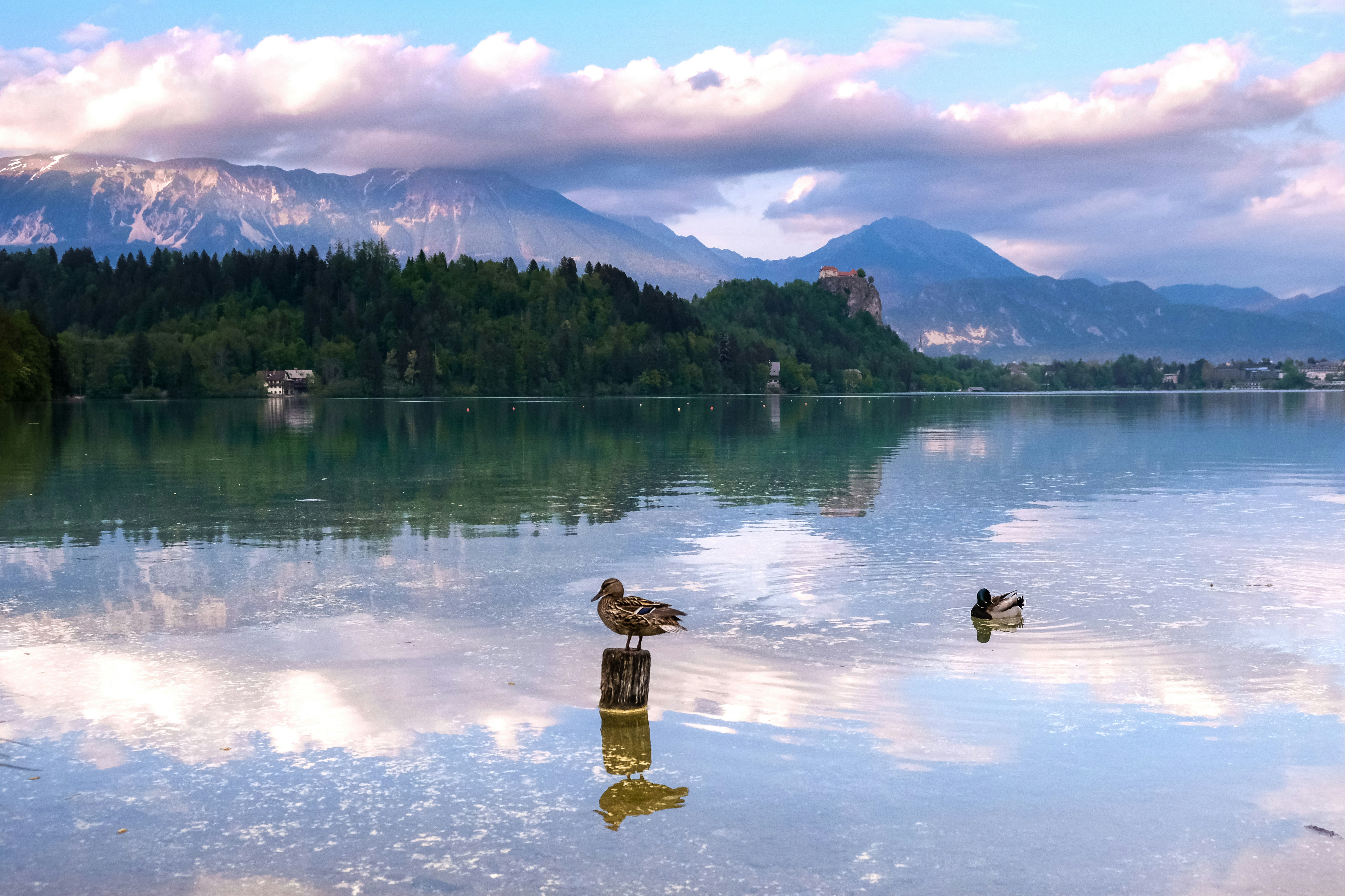 Ducks relaxing