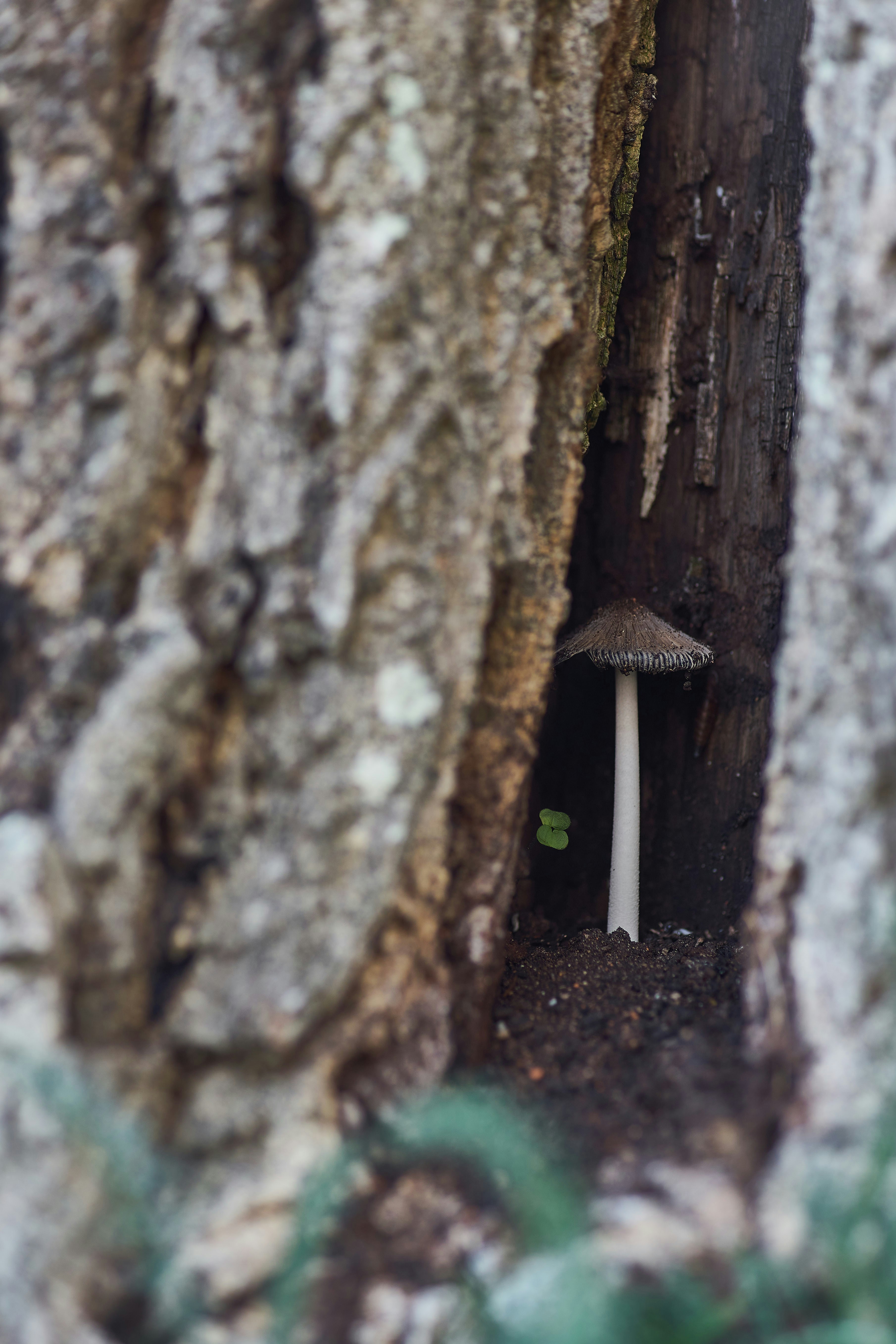 Hidden Grove: A Lone Mushroom Beckons Within the Bark’s Shadow