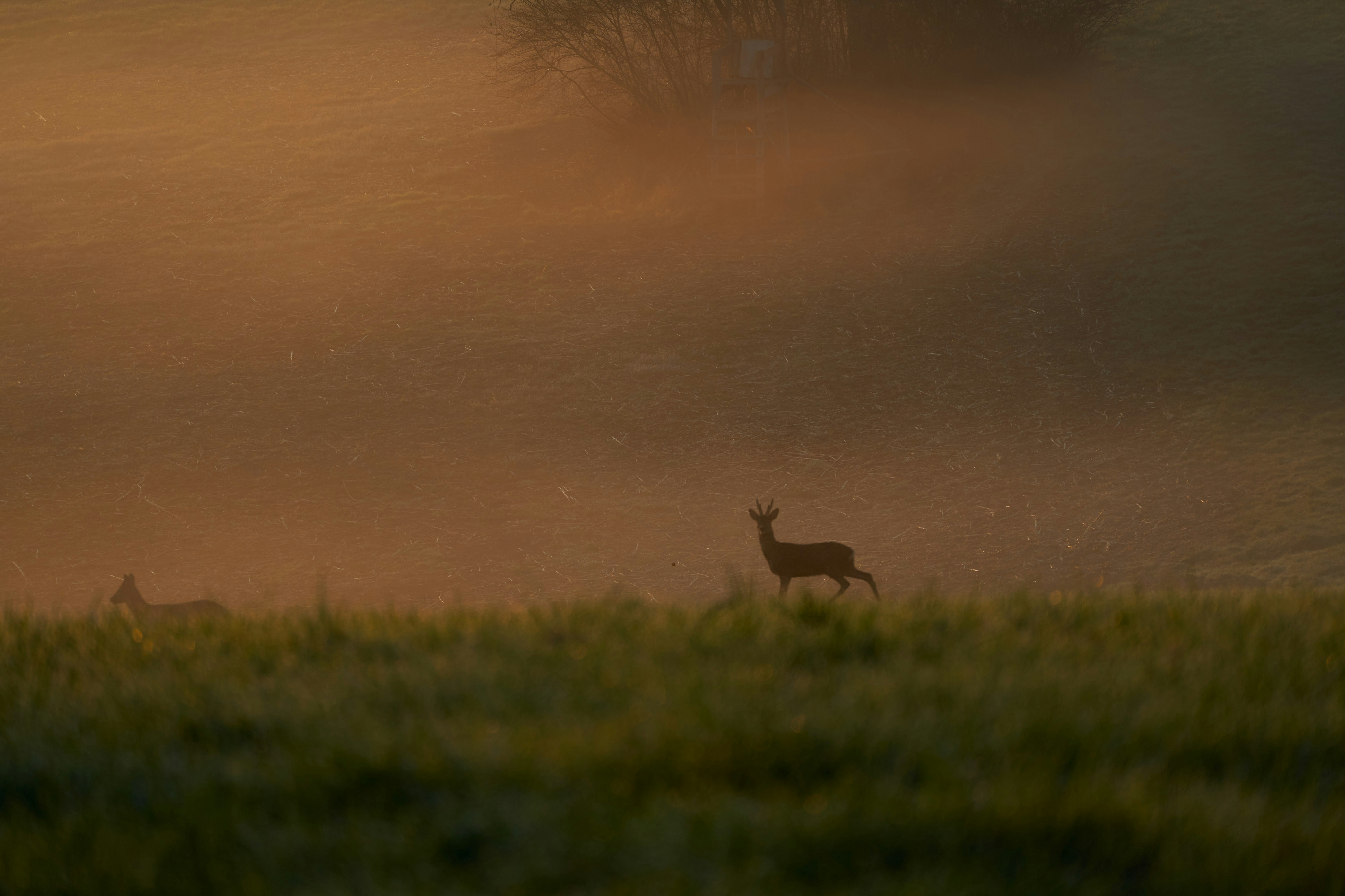 A solitary deer stands amidst a misty landscape at dawn, with soft light illuminating the scene. The tranquil atmosphere captures the essence of early morning wildlife.