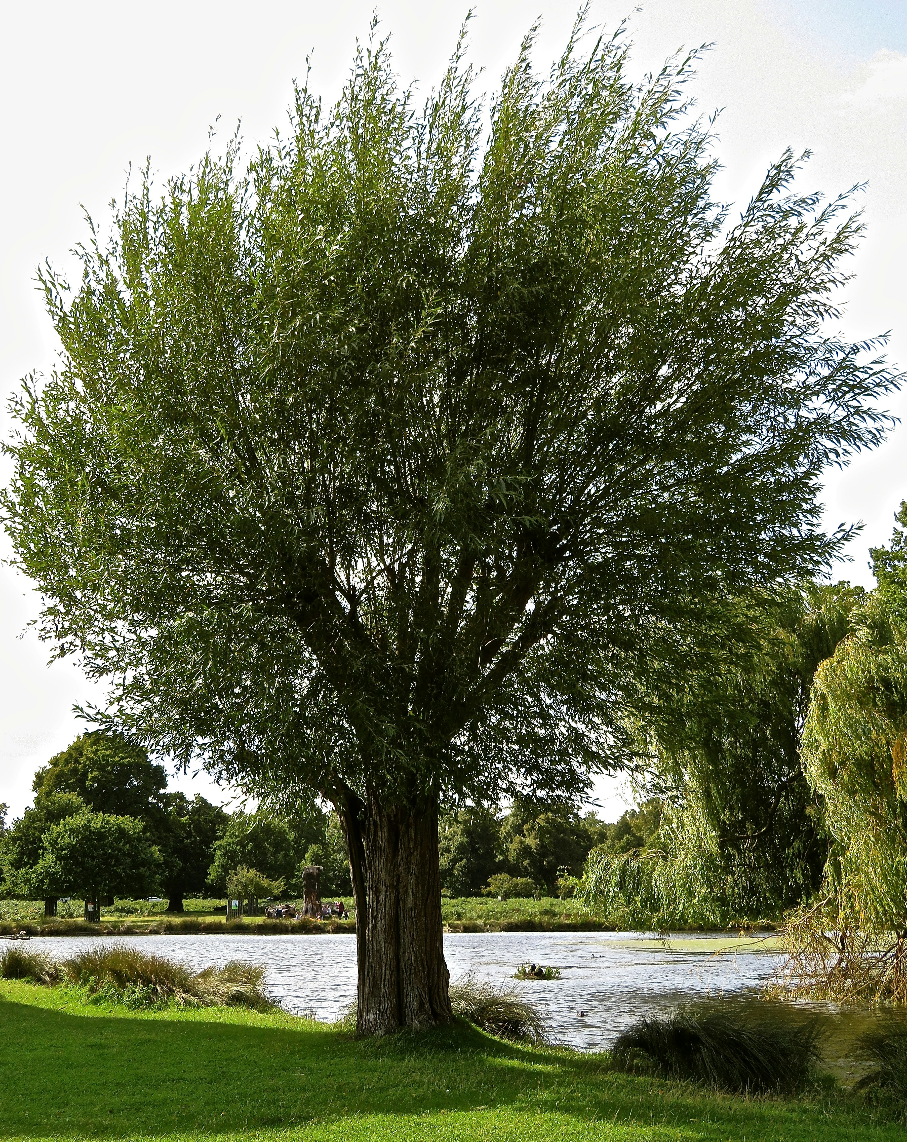 Old Willow Beneath the Sky: A Tranquil Park Scene
