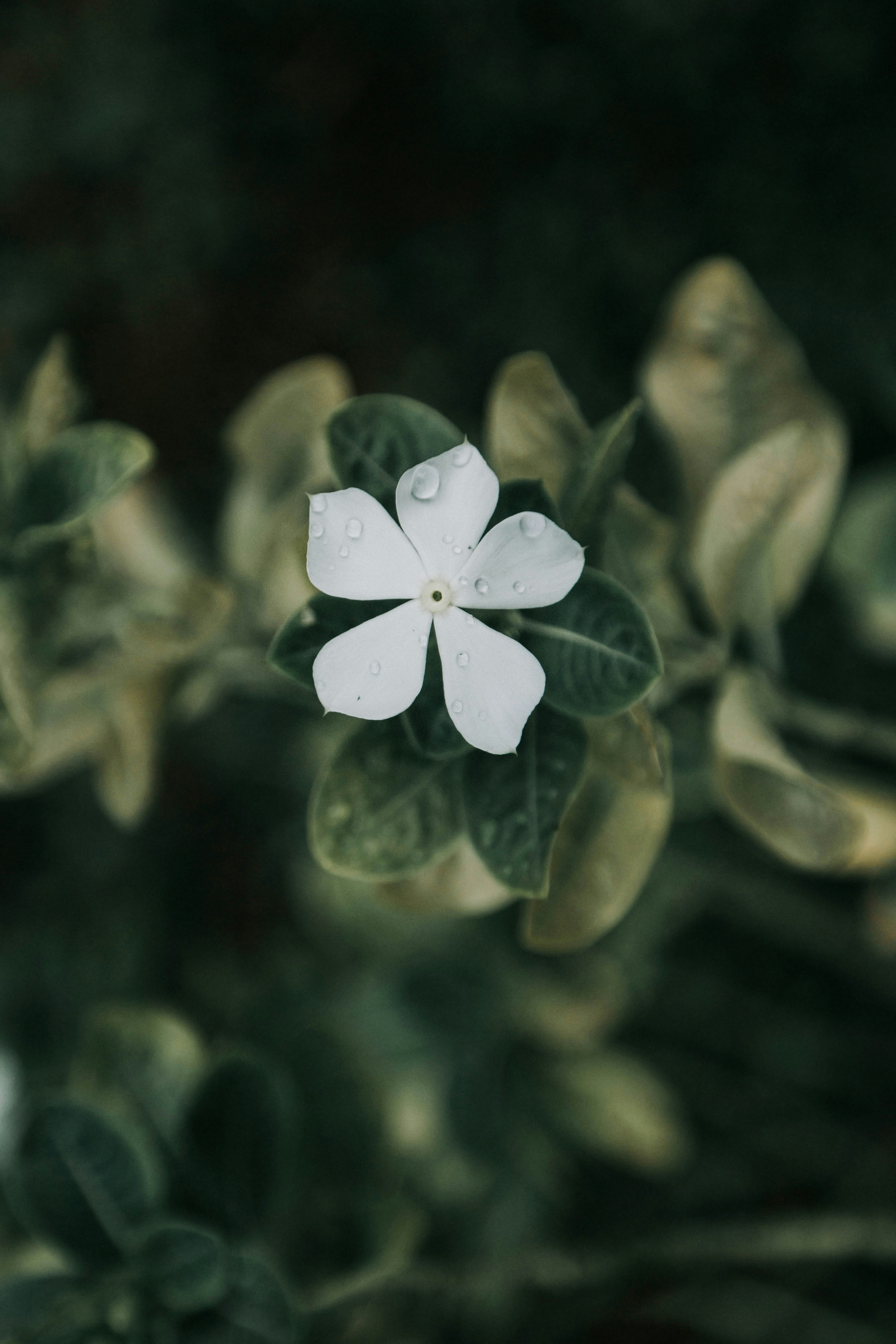 White five-petaled bloom with dew droplets sits crisply in the center against a softly blurred green backdrop.