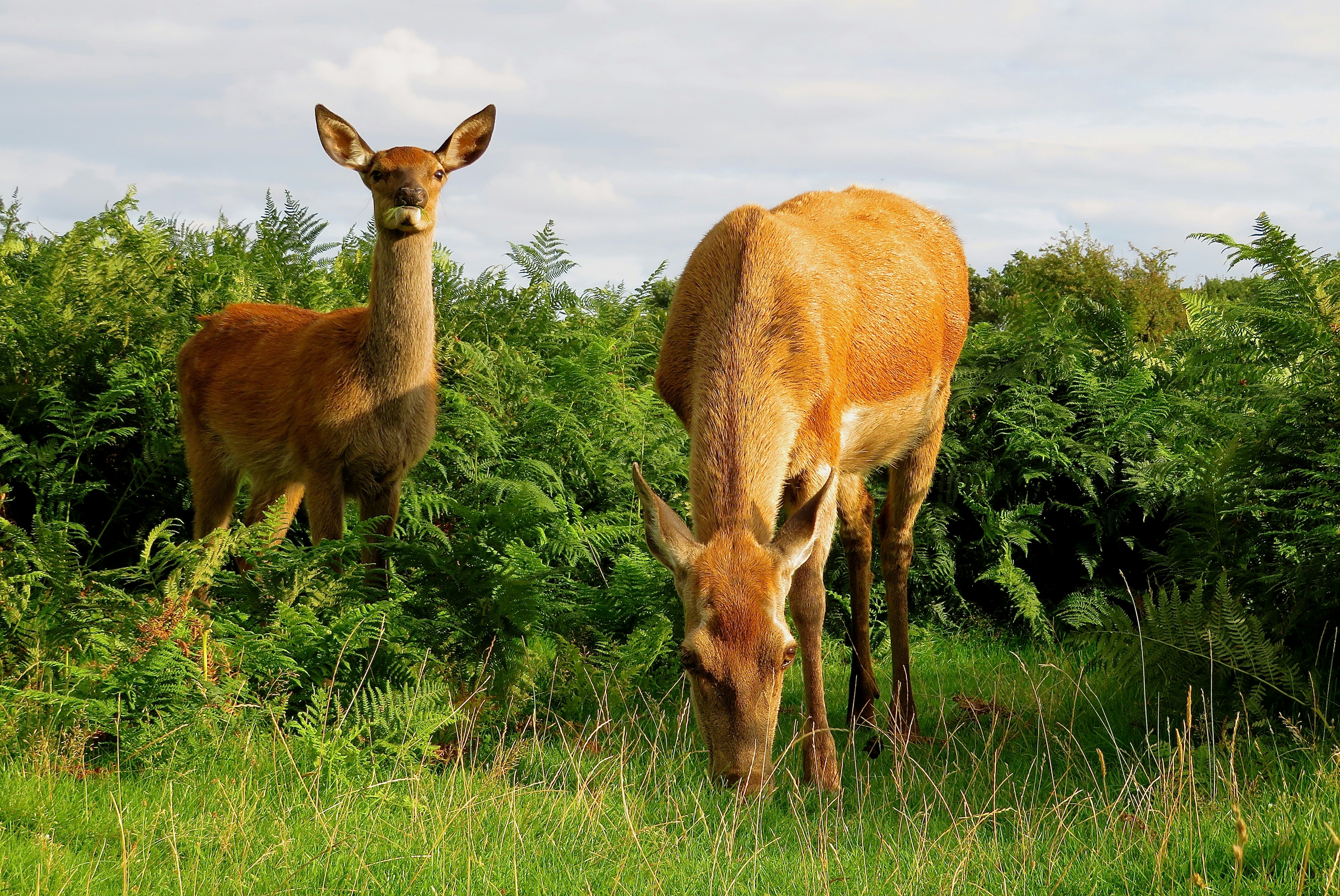 Two deer peacefully grazing among vibrant ferns in a sunlit meadow. The scene captures the serene coexistence of wildlife in their natural habitat.