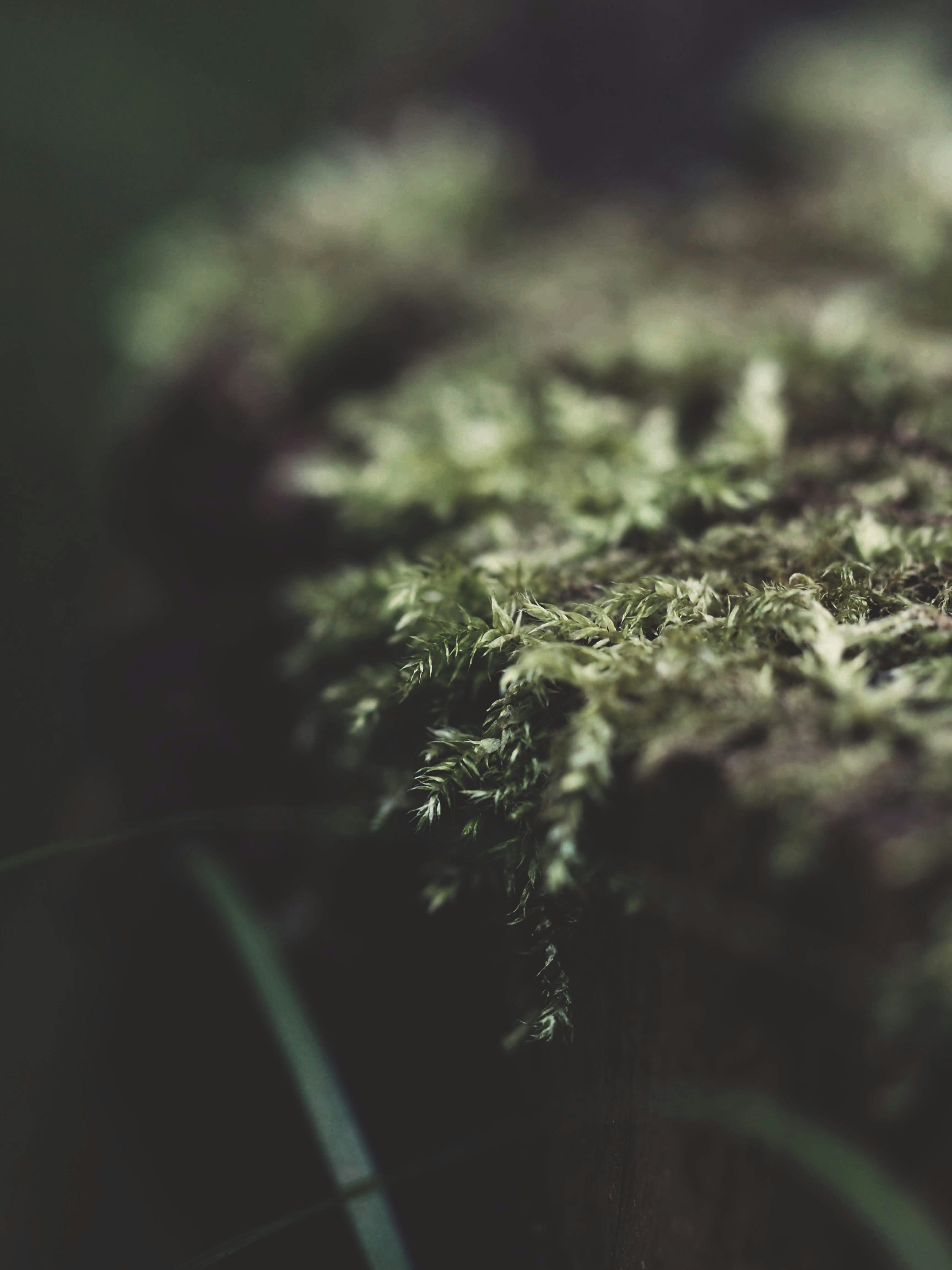 moss