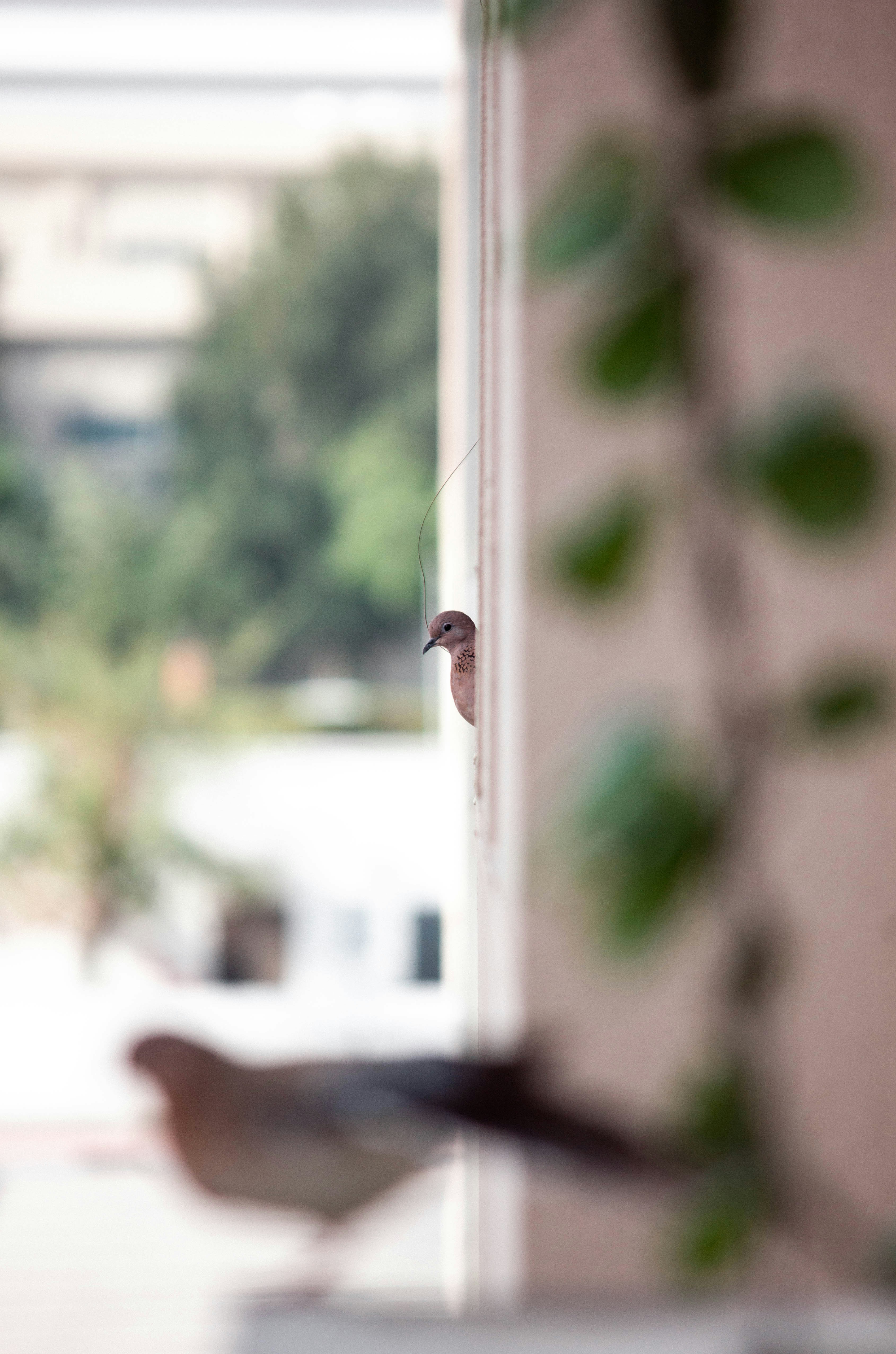 Peeking Past the Pane: A Tiny Bird on the Window Verge