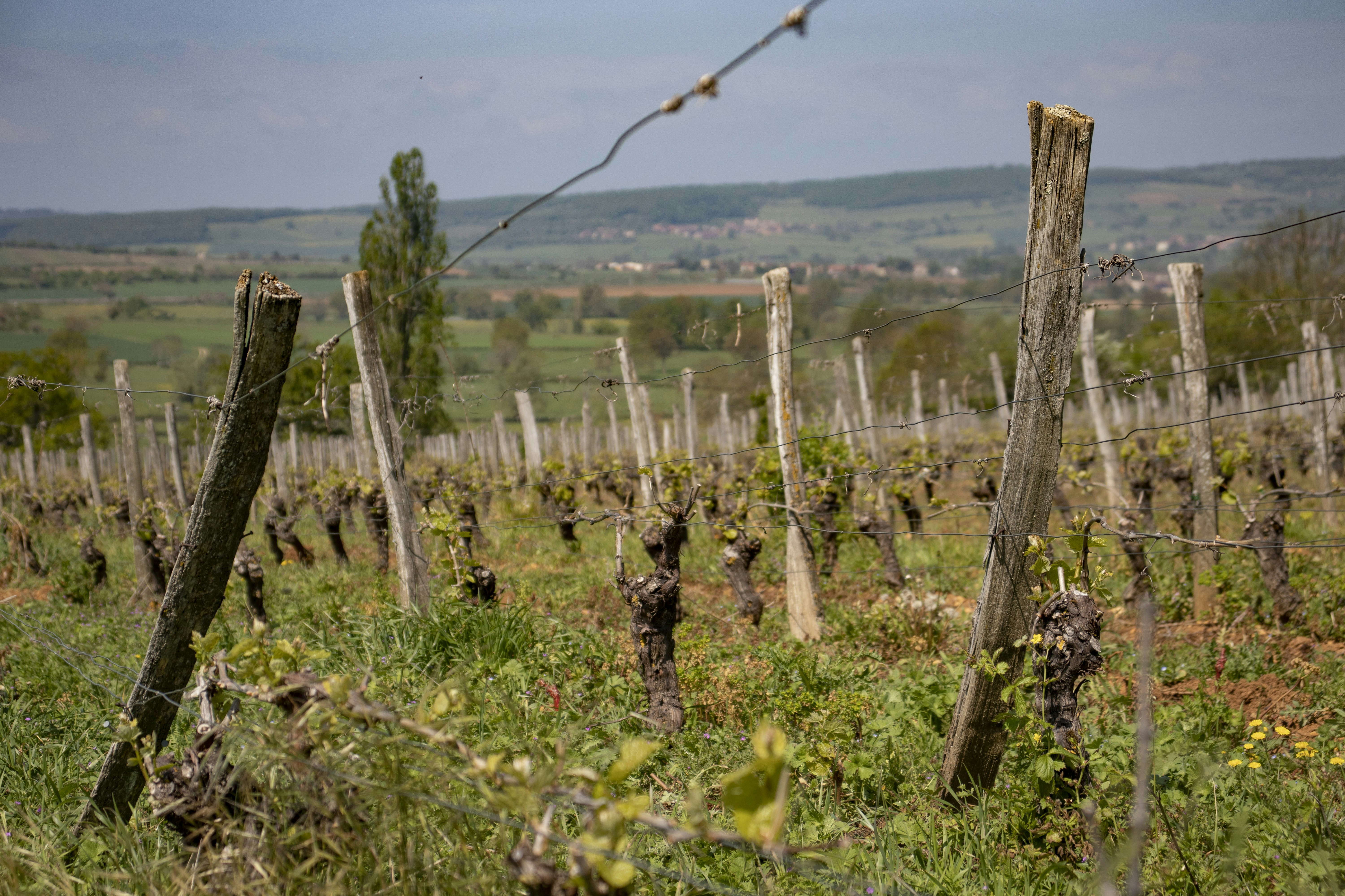Vineyard | green grass field near body of water during daytime