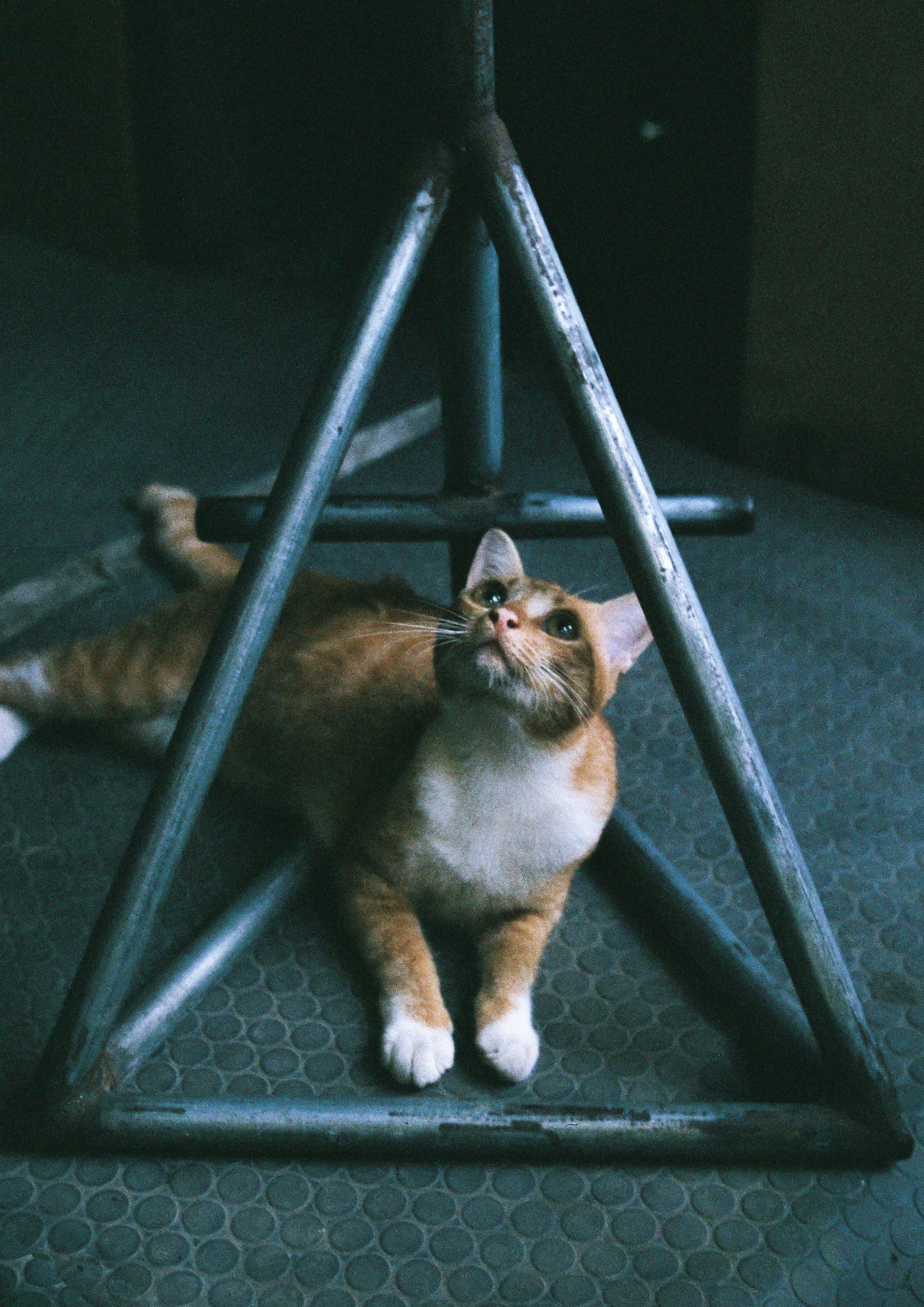 Ginger cat gazing up from beneath a metal triangular structure in a dimly lit environment.