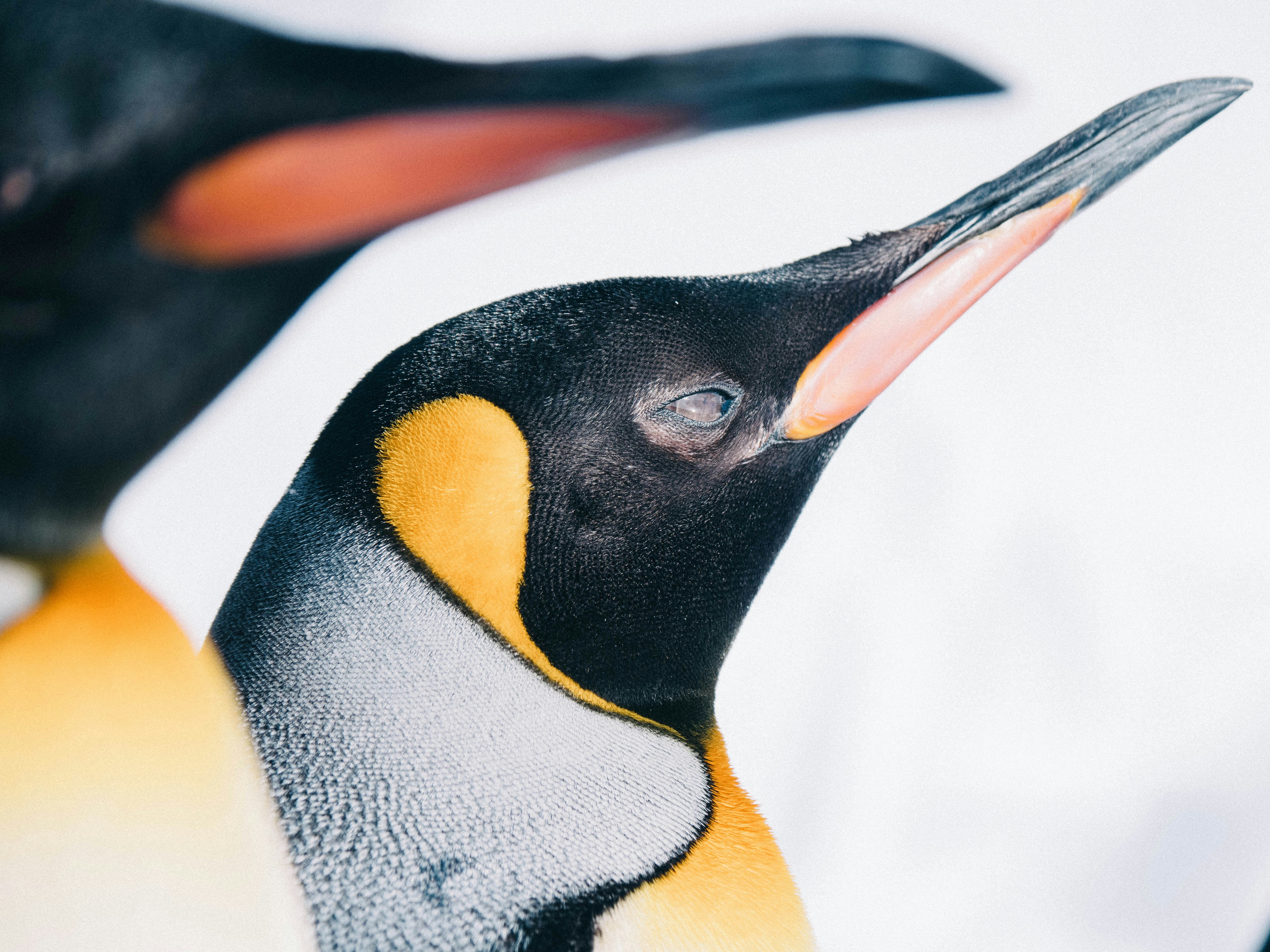 King Penguin Pictures | Download Free Images on Unsplash