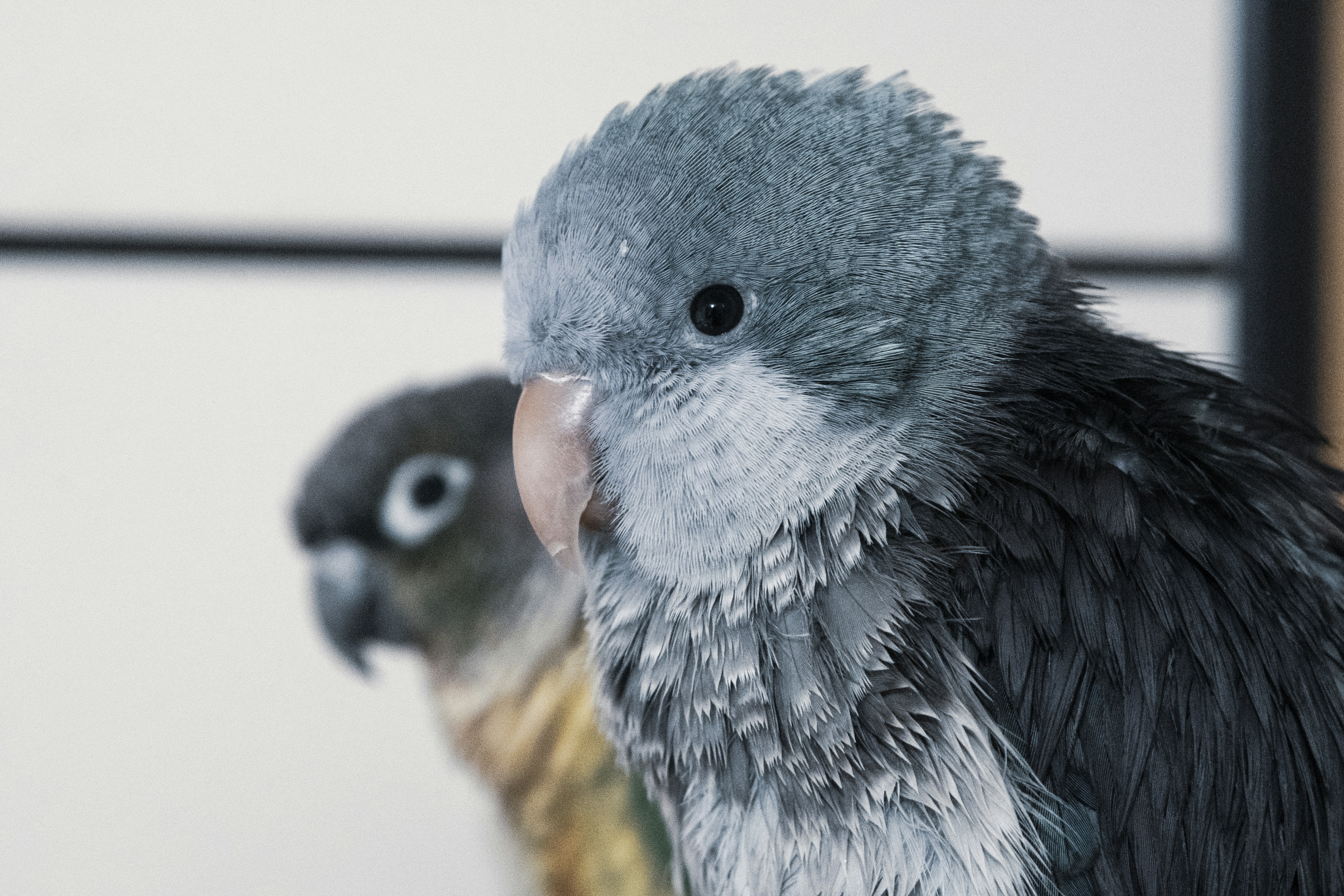 Close-up of a gray parrot with a blurred background featuring another bird, showcasing their textures and colors.