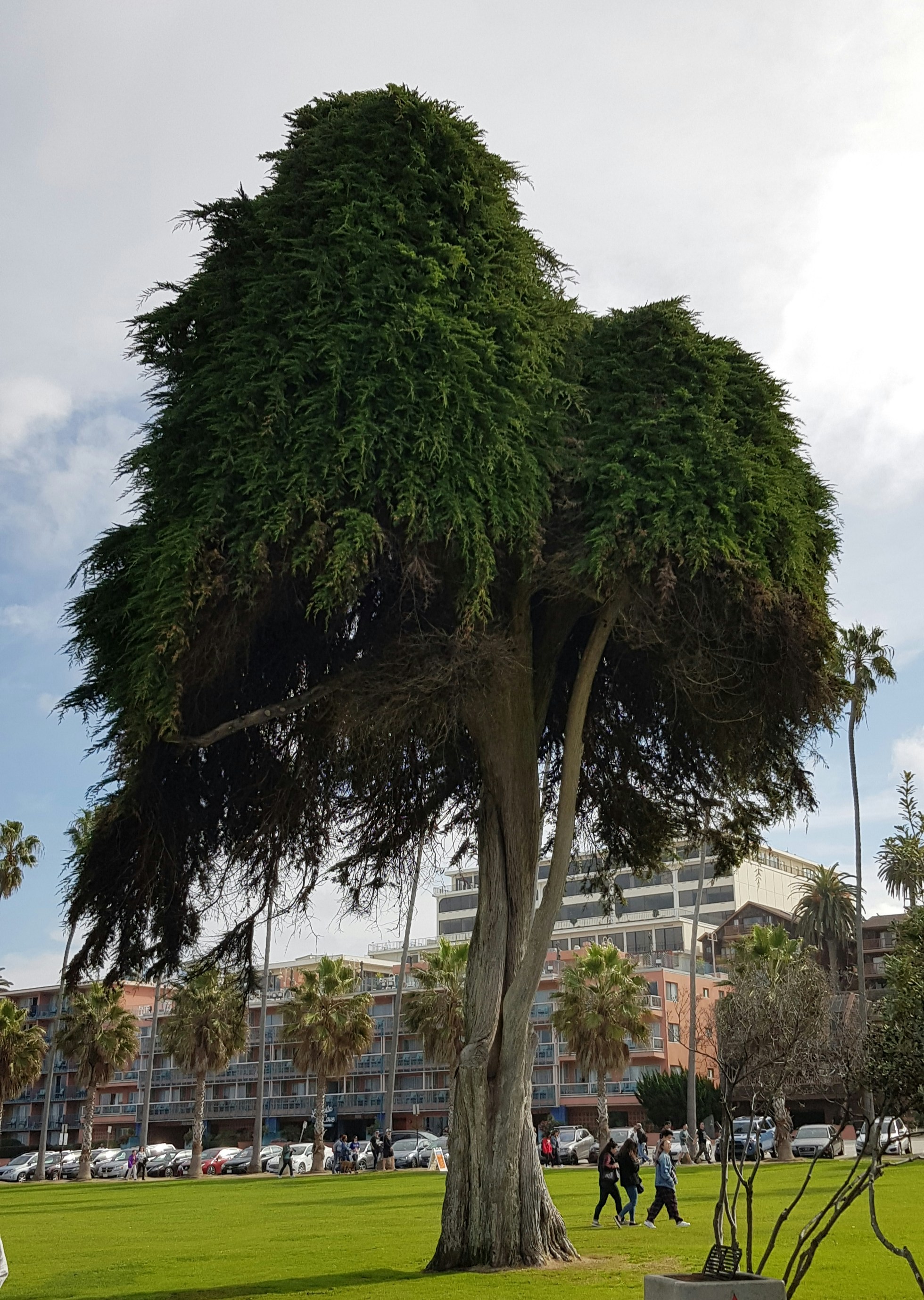 Green tree near white concrete building during daytime photo – Free ...
