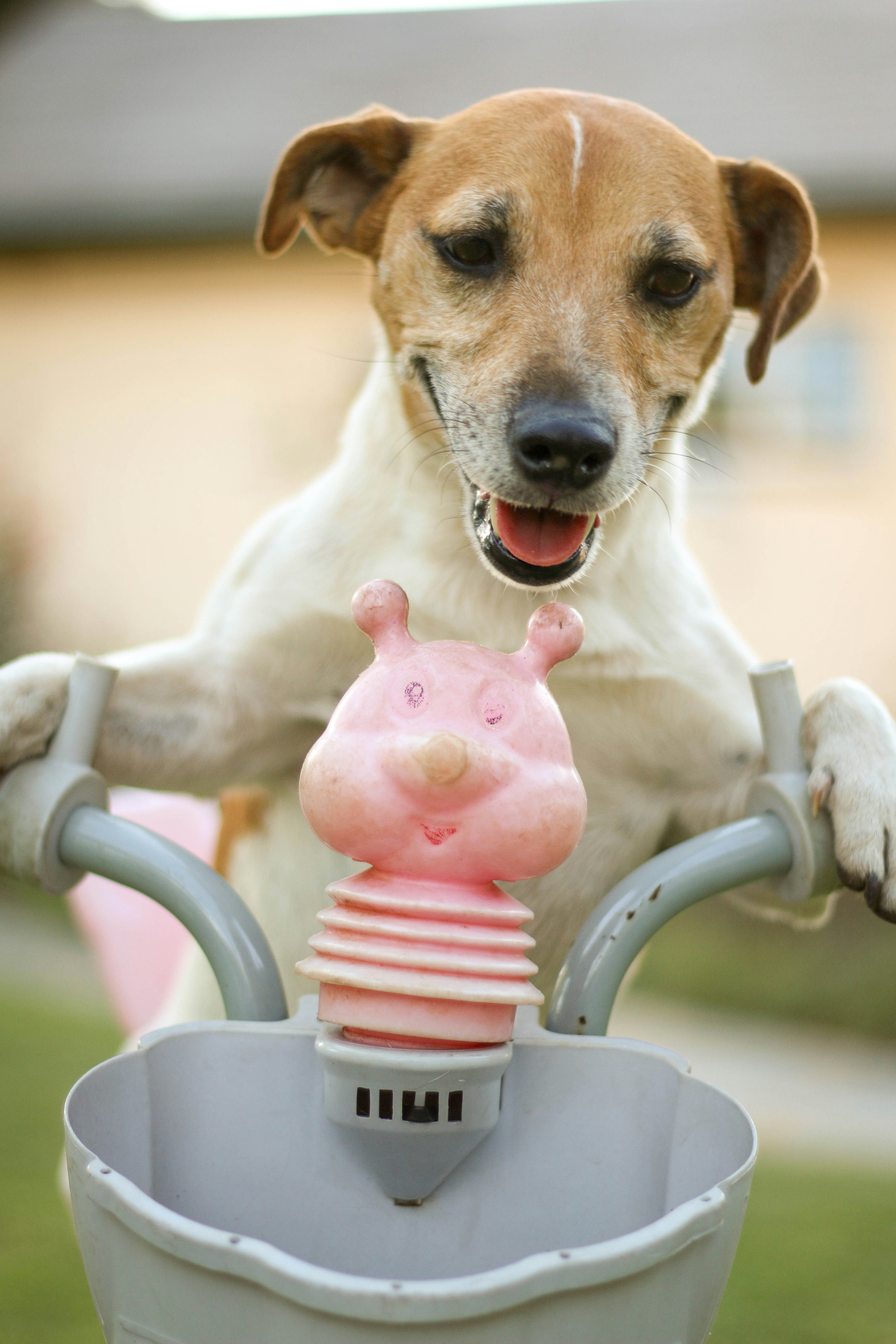Joyful Pup and Pink Scooter Figurine: A Playful Moment