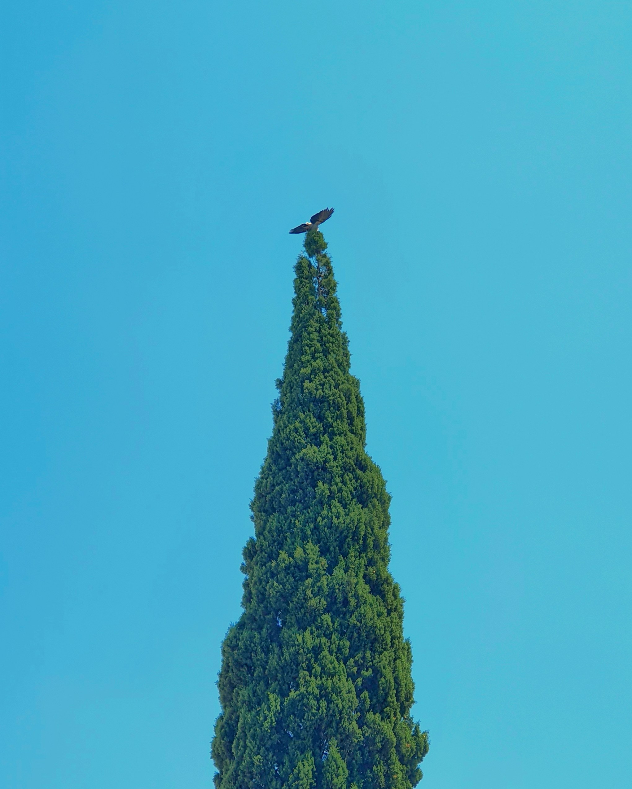 A bird perched atop a tall cypress tree against a clear blue sky.