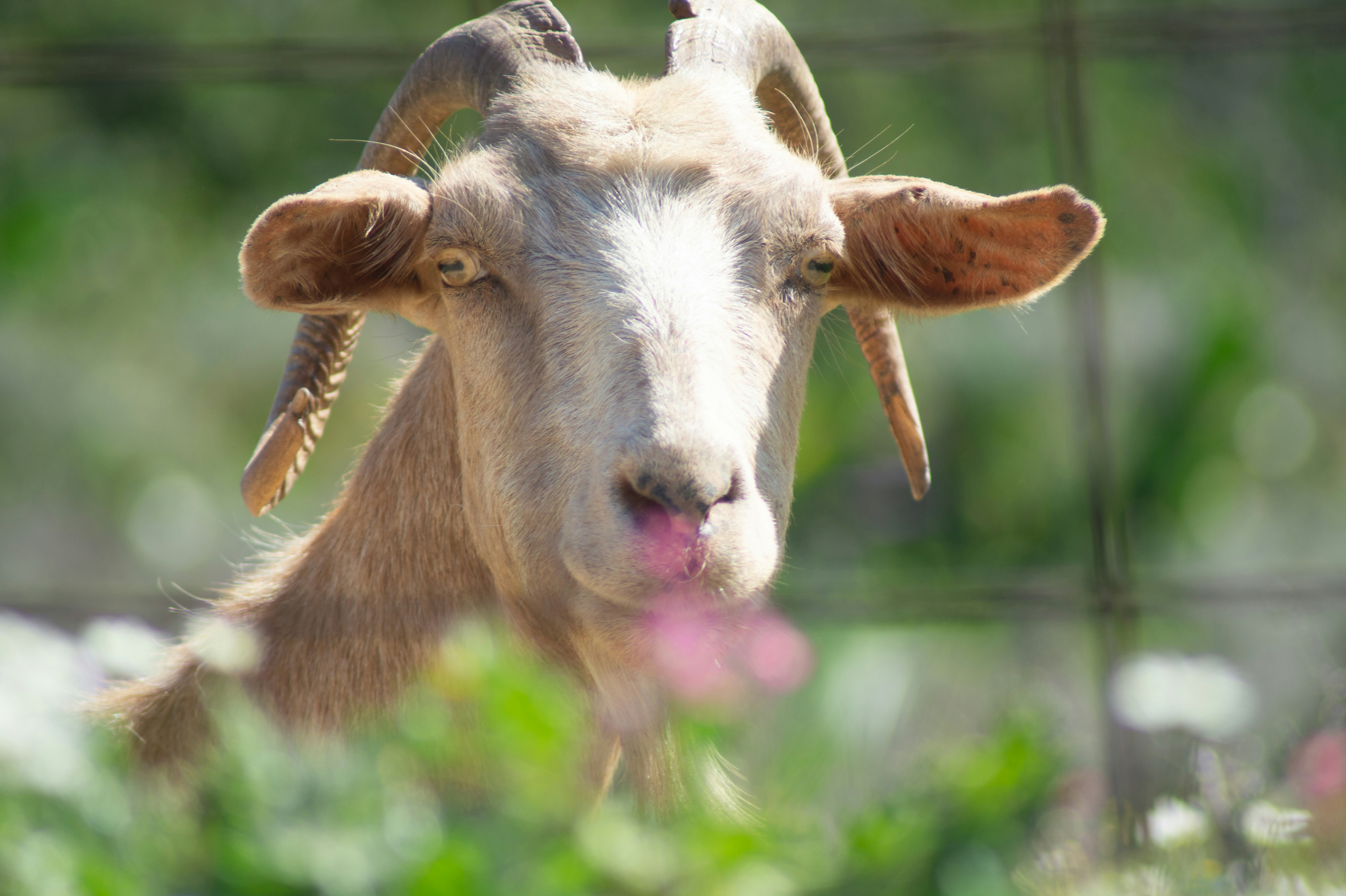 Close up of a goat staring at the camera