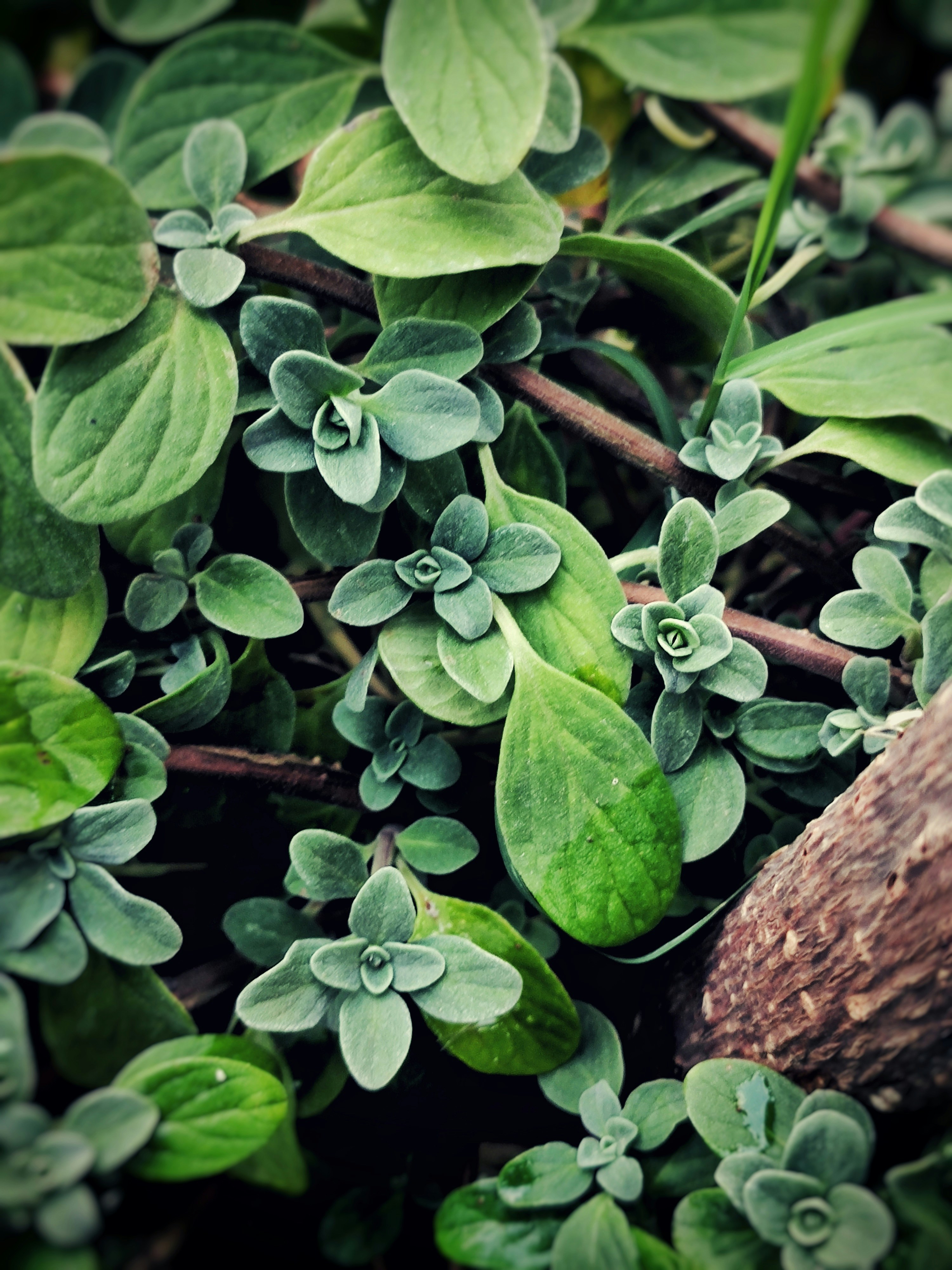 Jade Rosettes: a Macro Portrait of Tiny Green Foliage Nestled in Bark