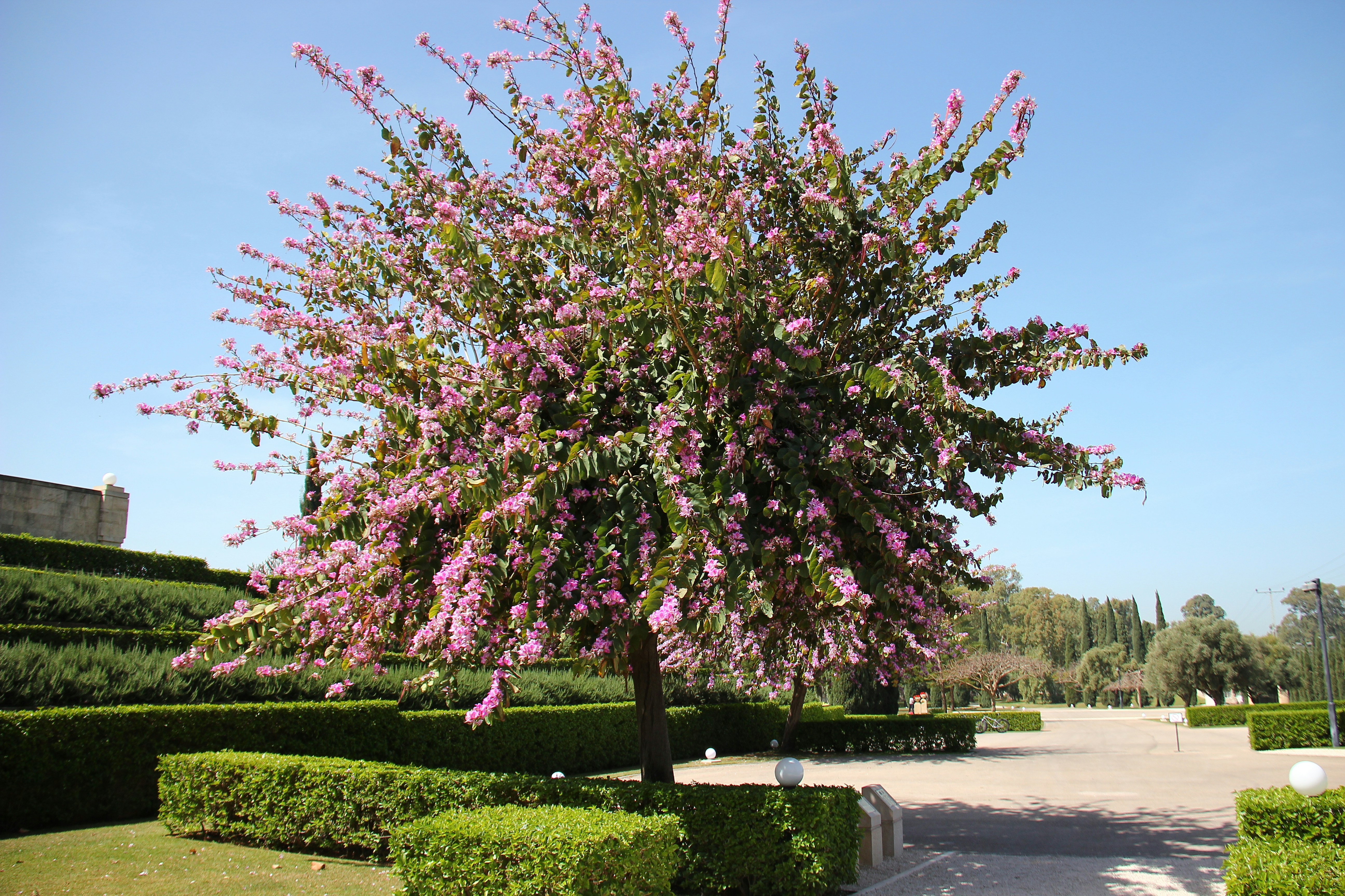Pink and white flower tree on green grass field during daytime photo ...