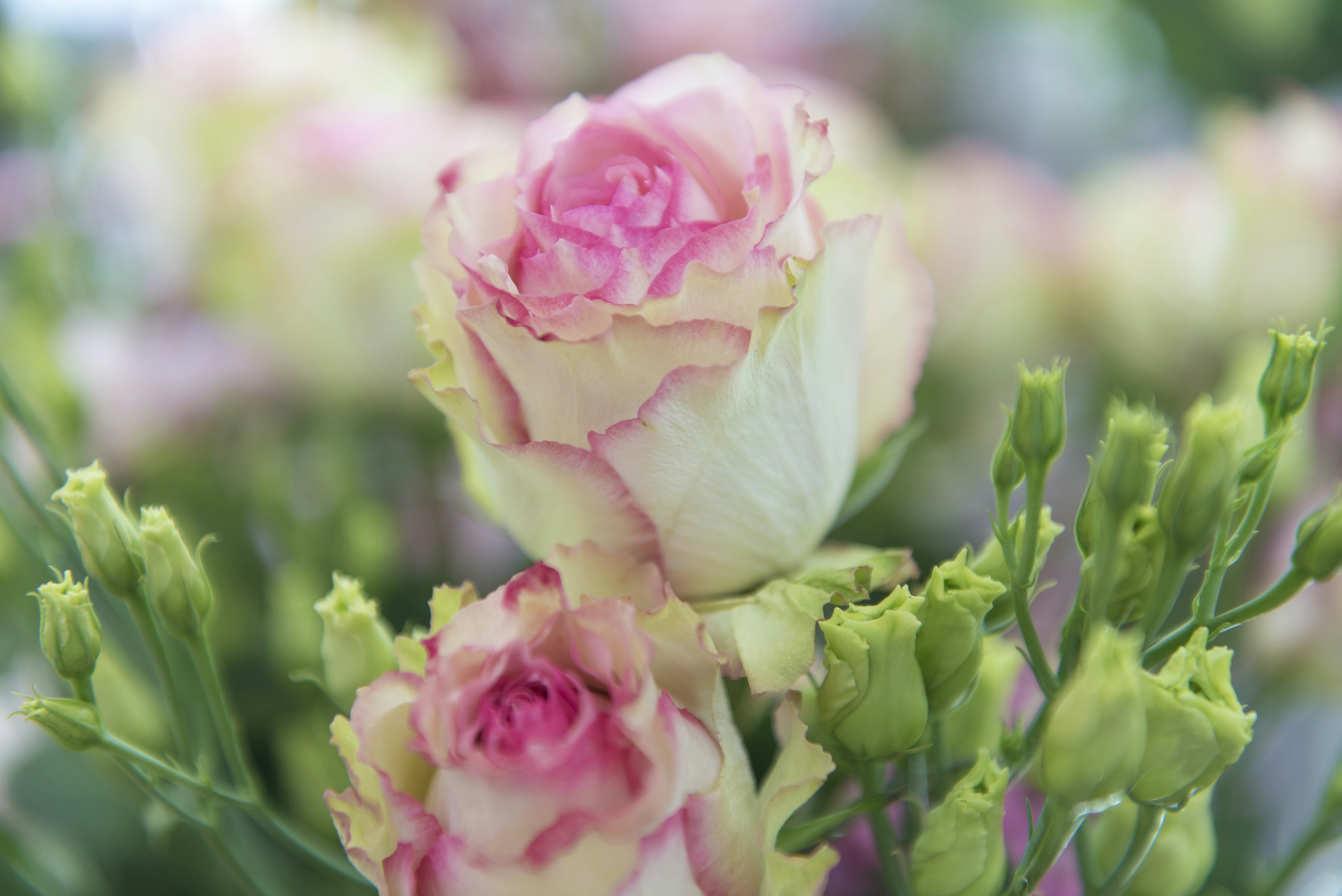Pink and white roses in bloom during daytime photo – Free Plant Image ...