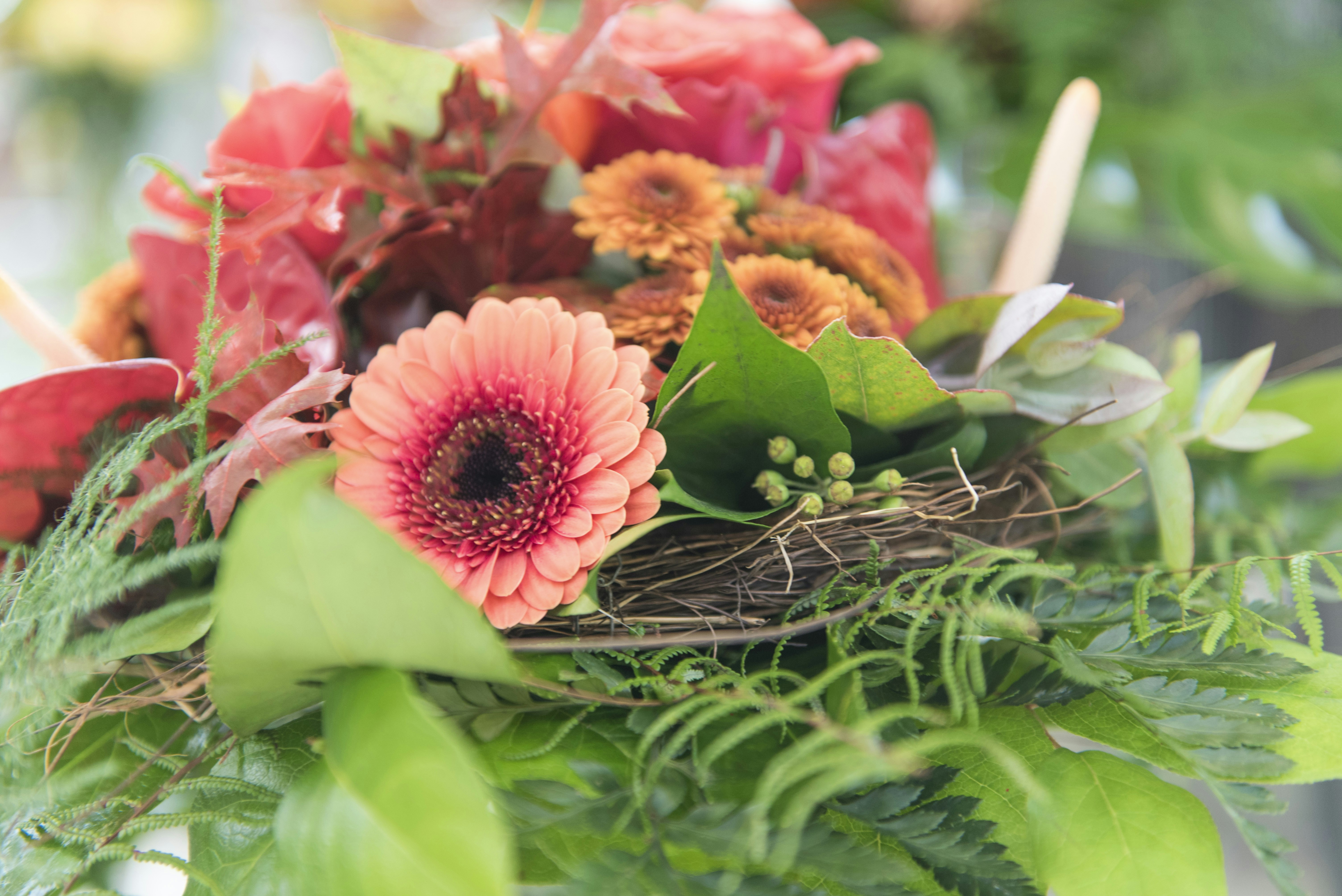 Petals in Focus: Coral Gerberas Nestled Among Lush Greens