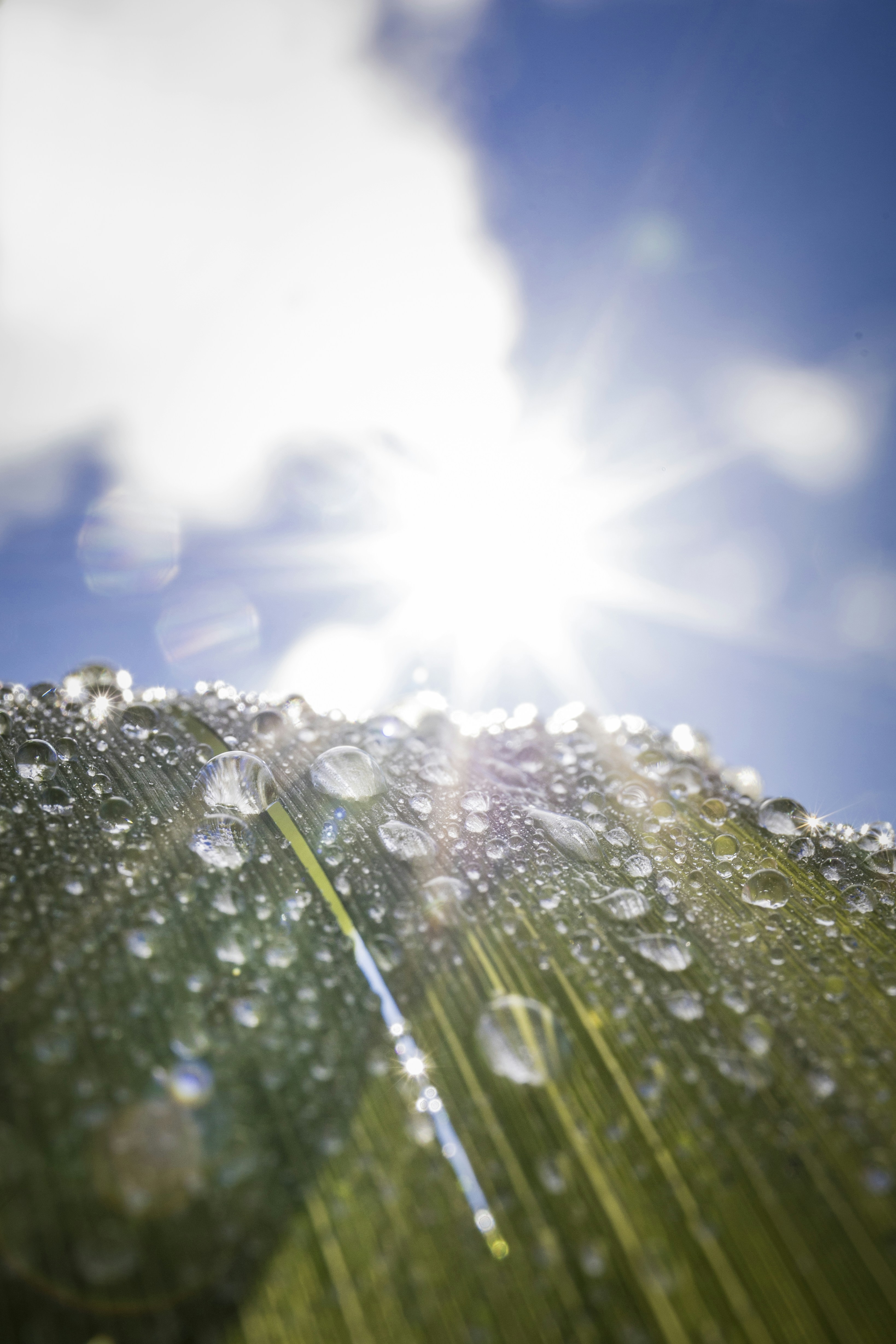 The sun shines brightly through the water droplets on a leaf photo ...