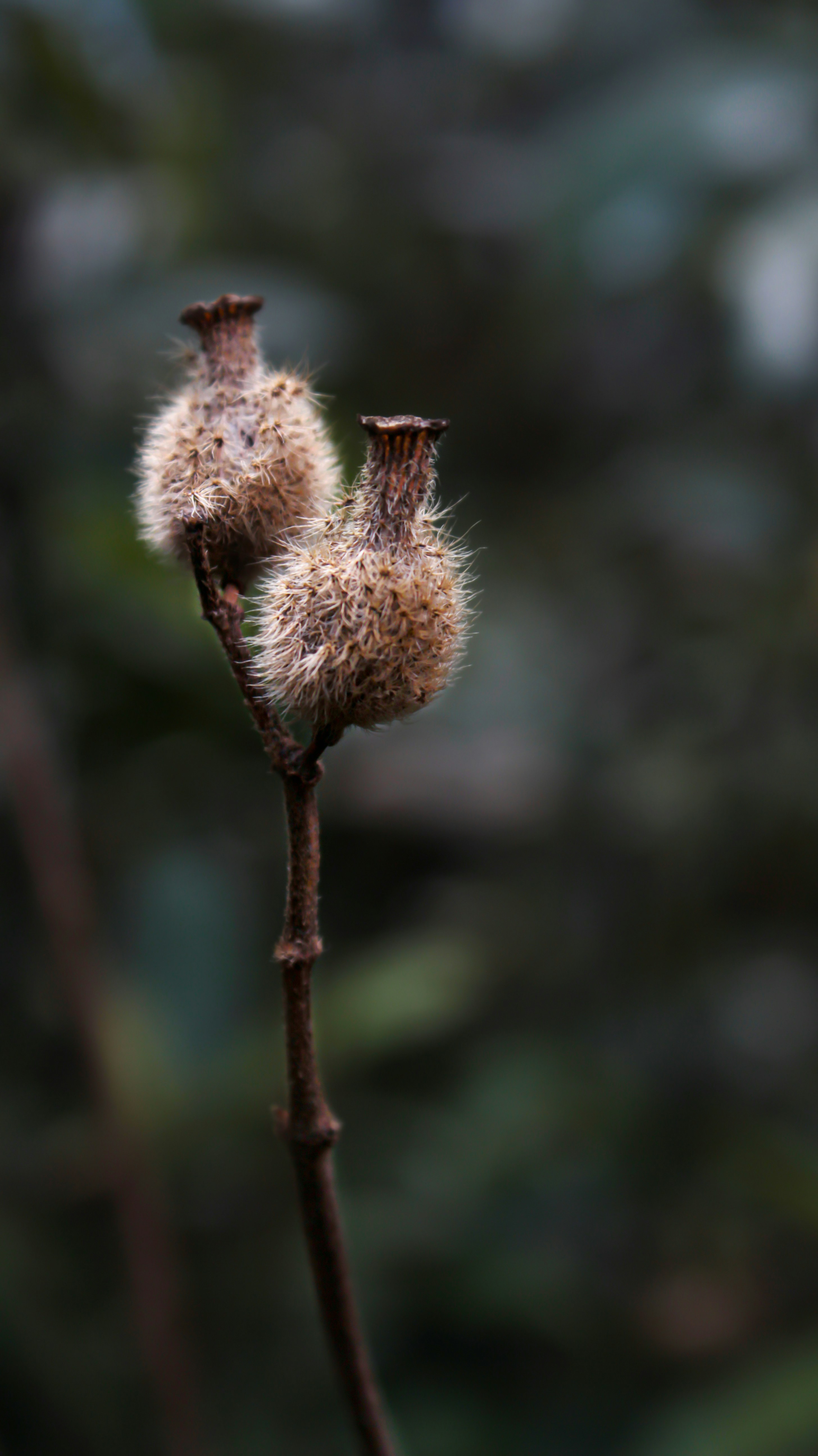 Two fuzzy seed pods perched on a slender branch, set against a softly blurred green backdrop. The intricate textures and forms highlight the beauty of natural design.