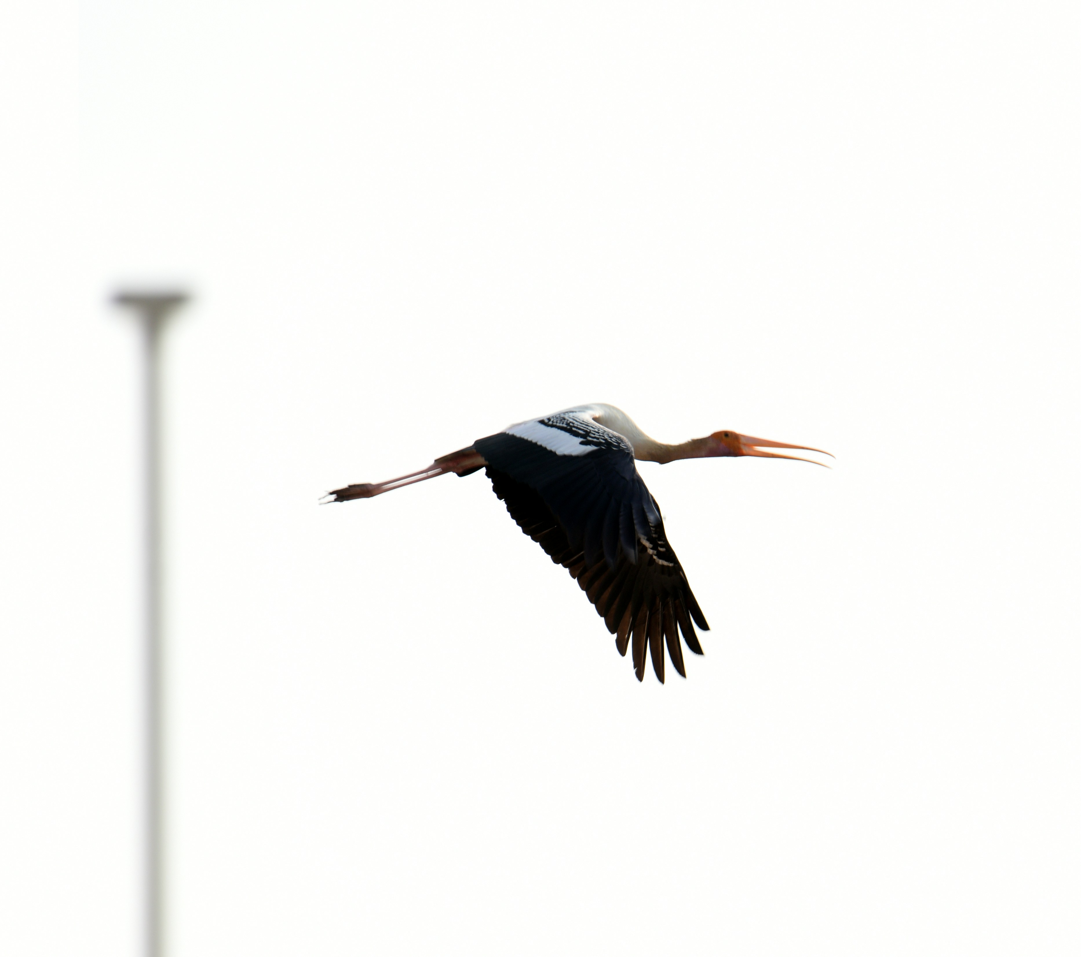 Crane in Flight over a Bleached Sky: A Minimalist Moment with a Distant Lamppost