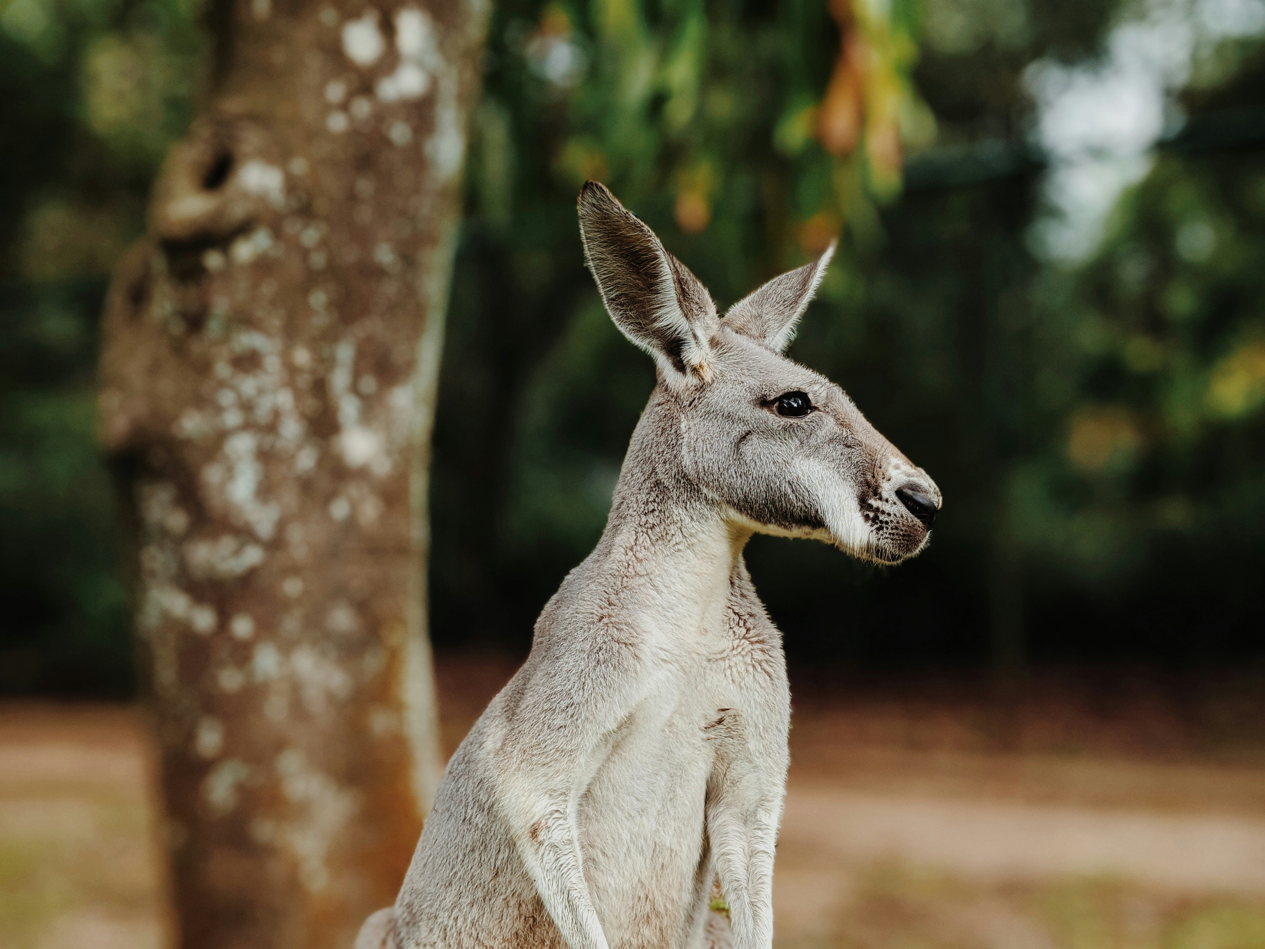 Kangaroo standing alert beside a tree, showcasing its unique features and attentive demeanor.