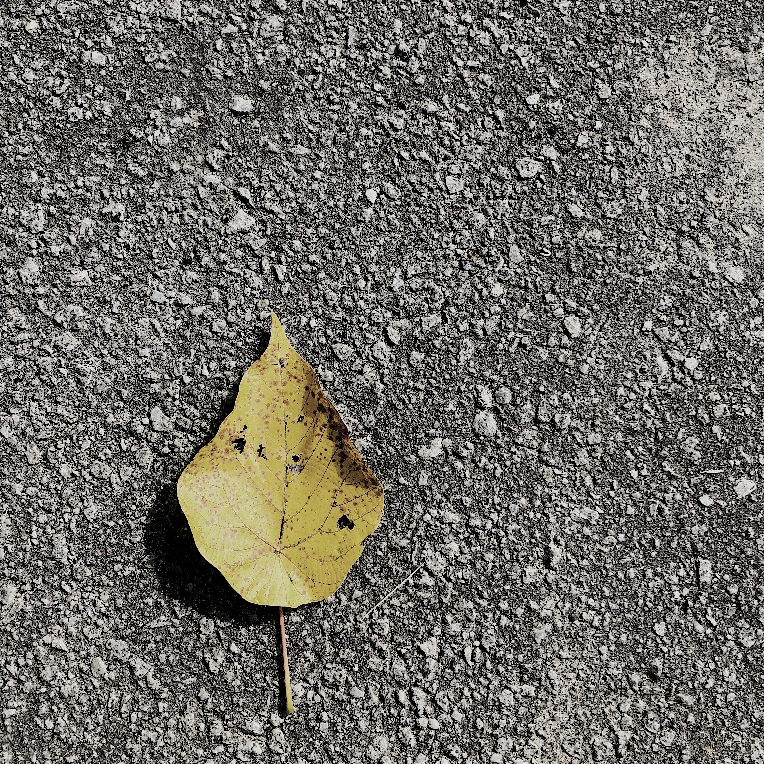 A vibrant yellow leaf rests against a textured gray surface, highlighting the contrast between nature and urban settings.