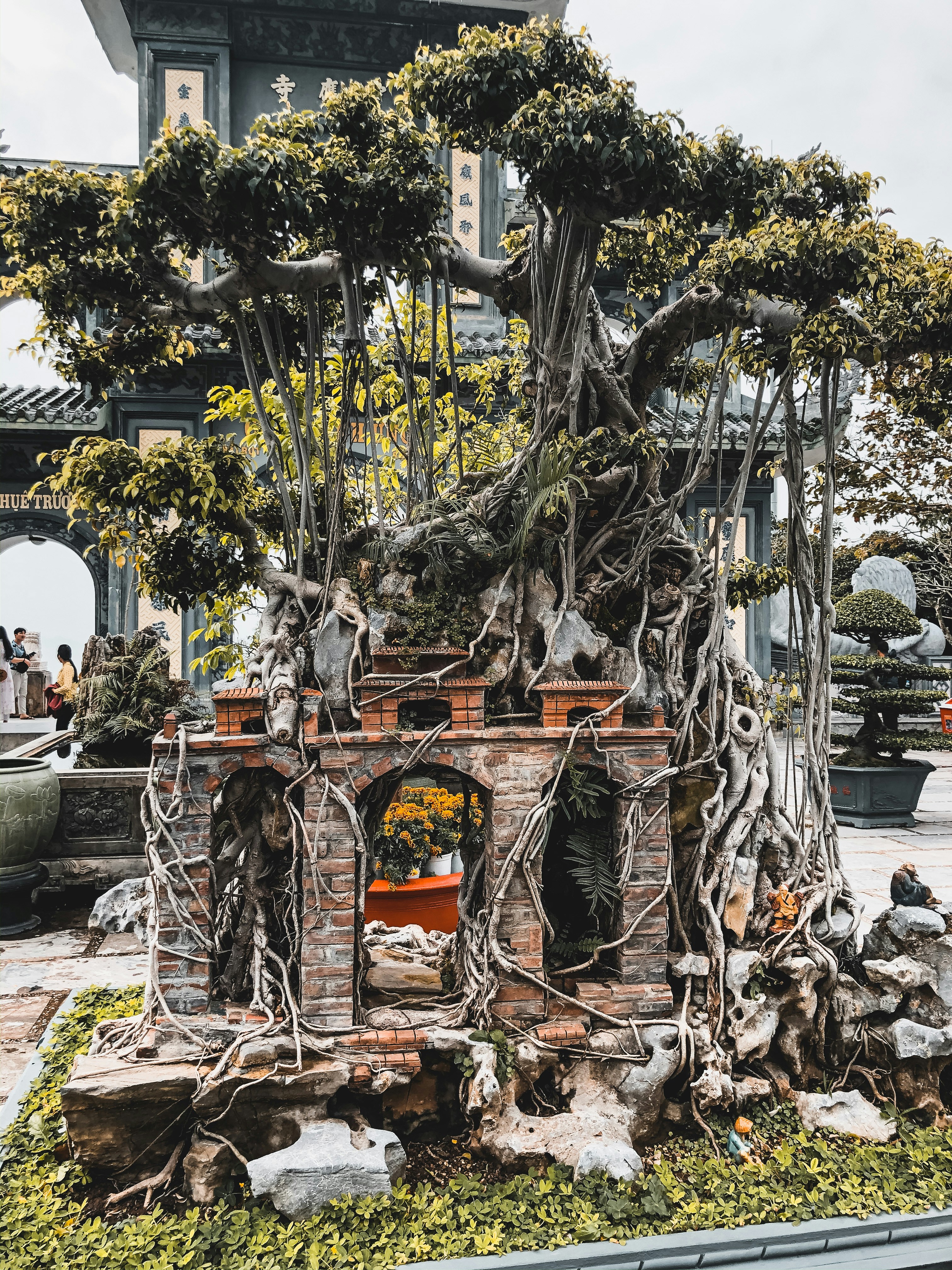 Rooted in Stone: A Bonsai Temple Reaches Skyward