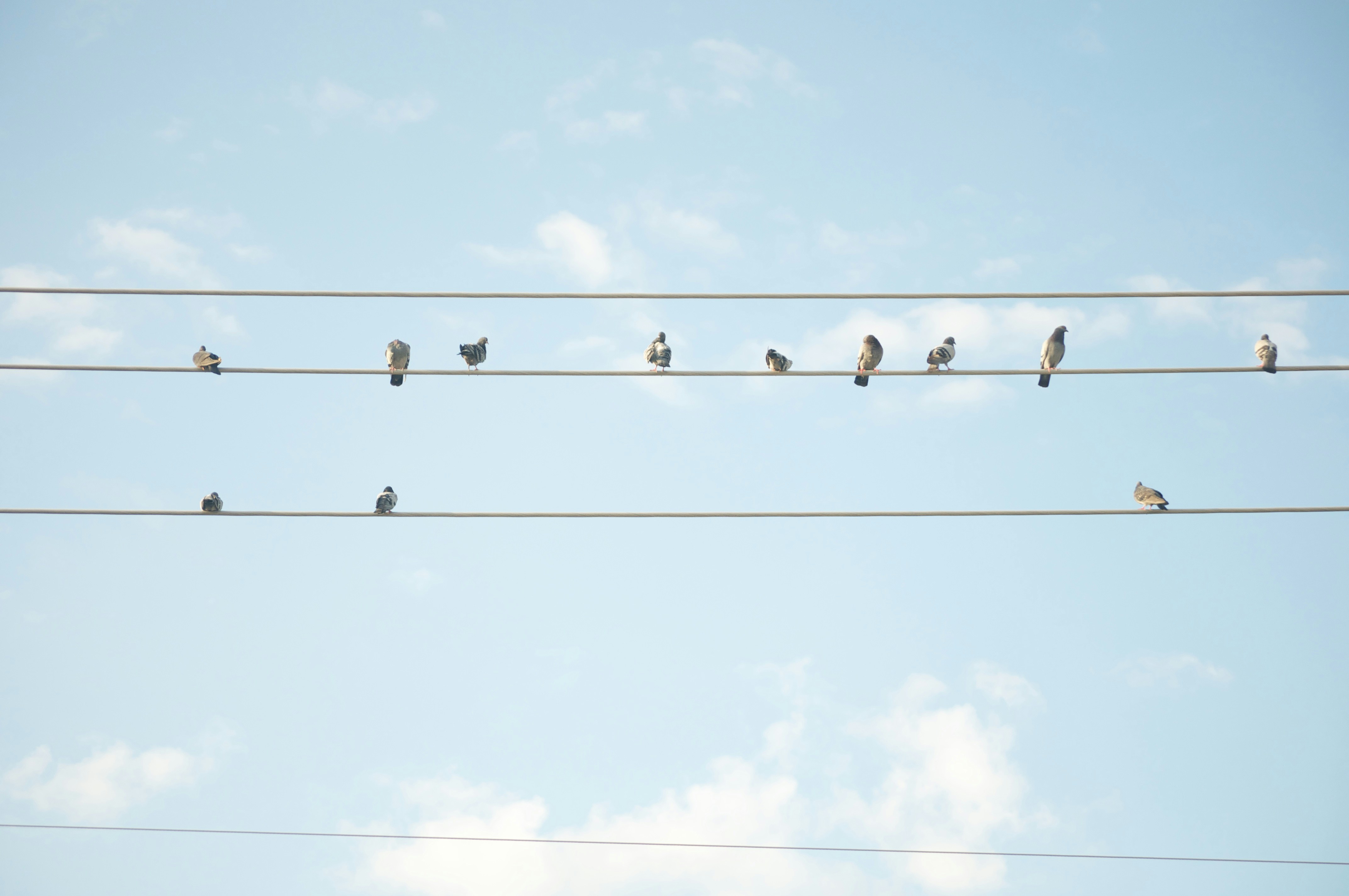 Birds On A Wire Pictures | Download Free Images on Unsplash