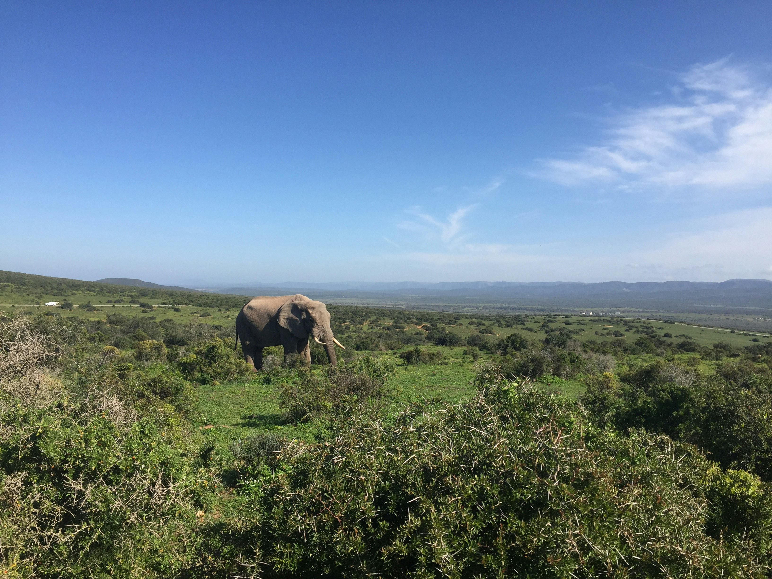 Elephant grazing peacefully in a lush green field under a clear blue sky.