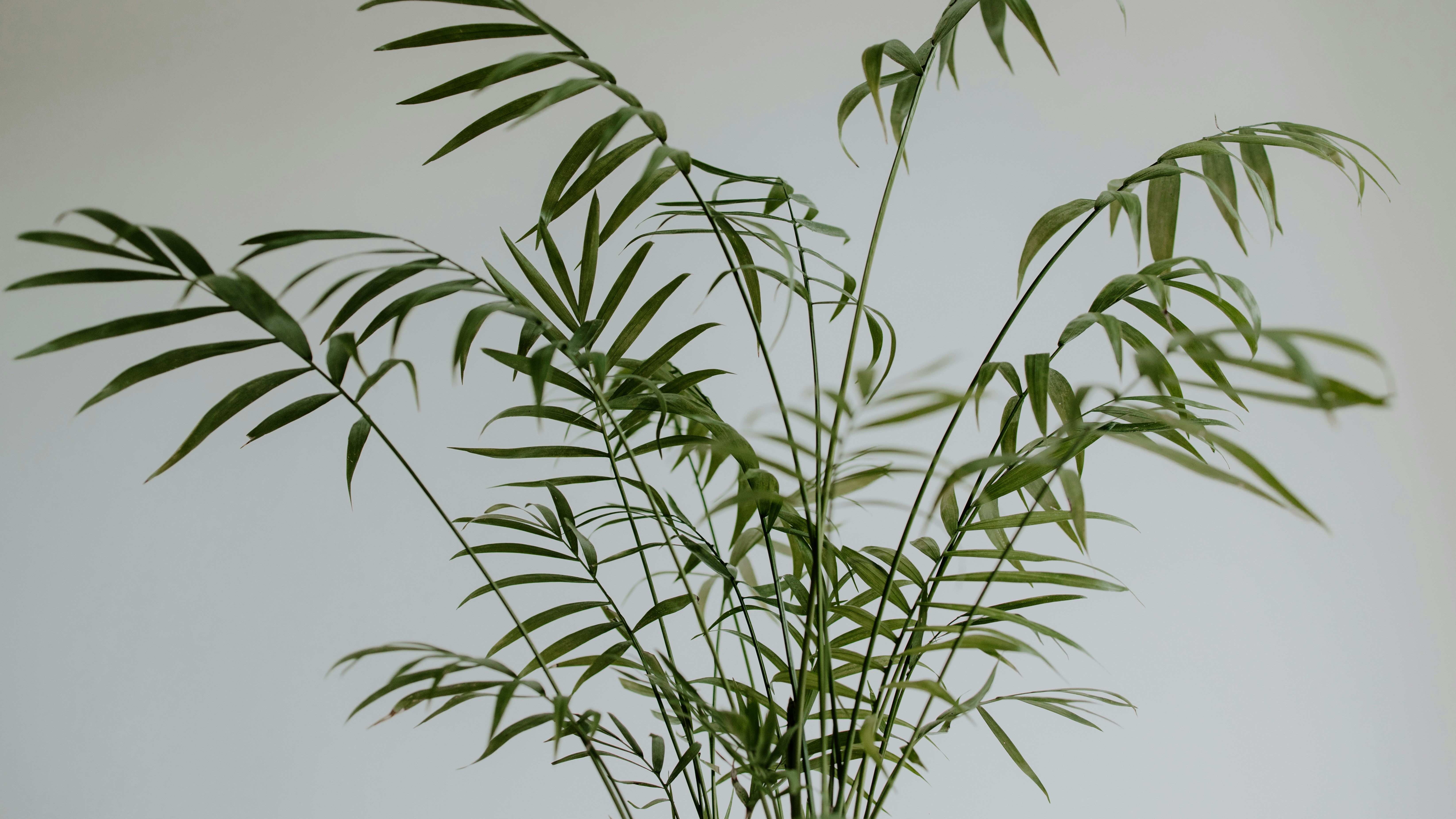 Delicate green leaves of a plant gracefully reaching out against a soft, neutral background.
