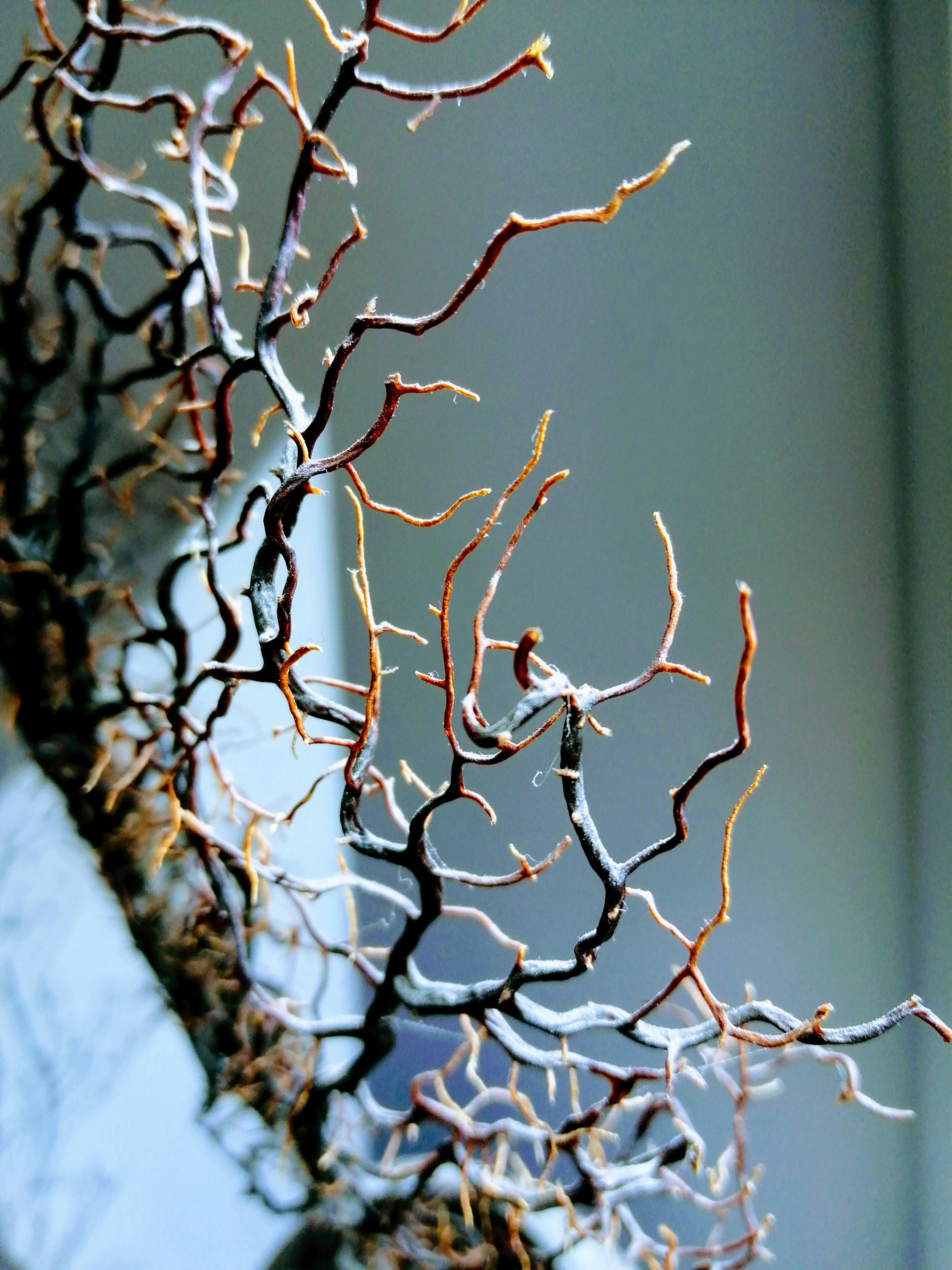 Tangled Ember: Dried Branches Against a Cool Blue Backdrop
