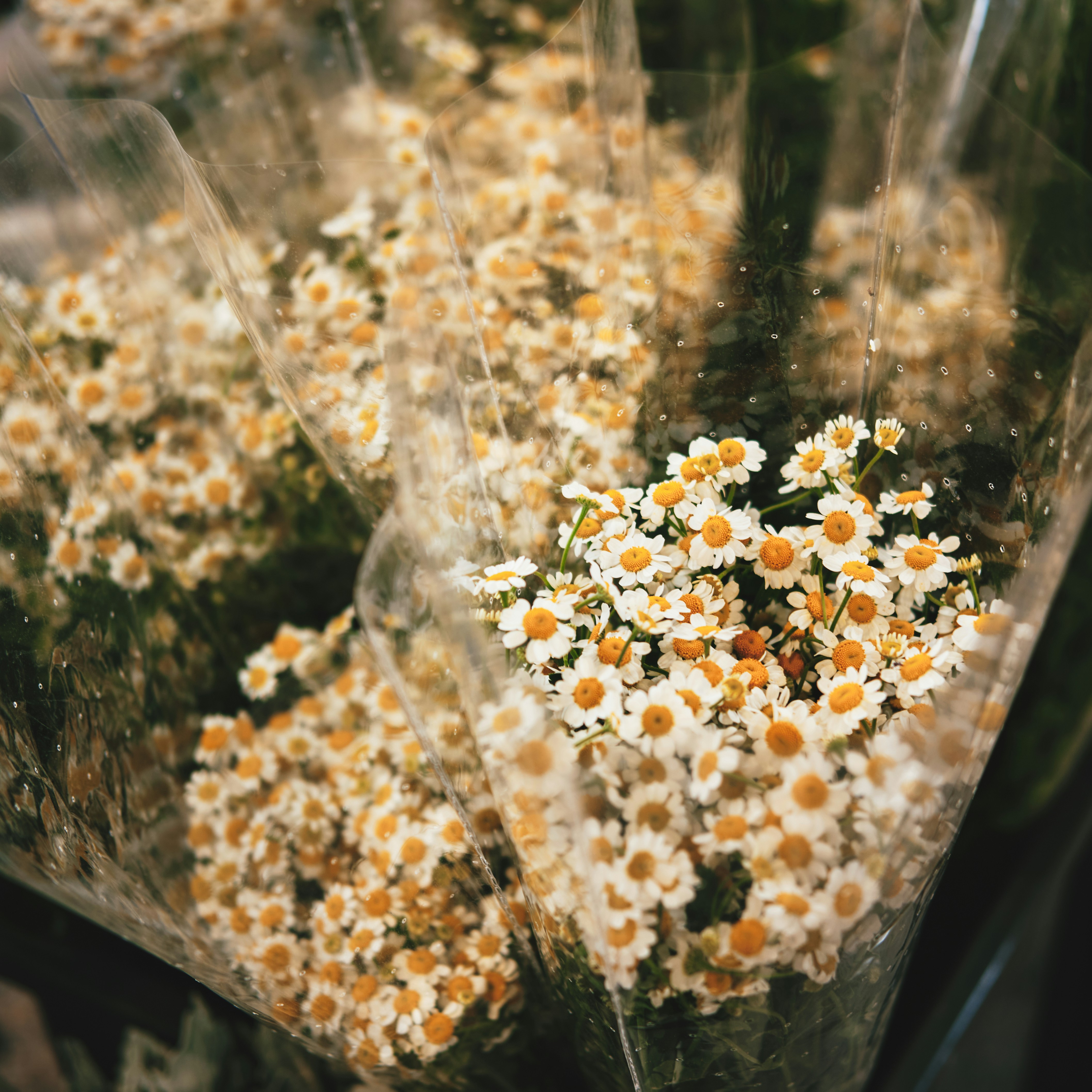 Wrapped in Crystal Veil: A Morning Bouquet of Daisies