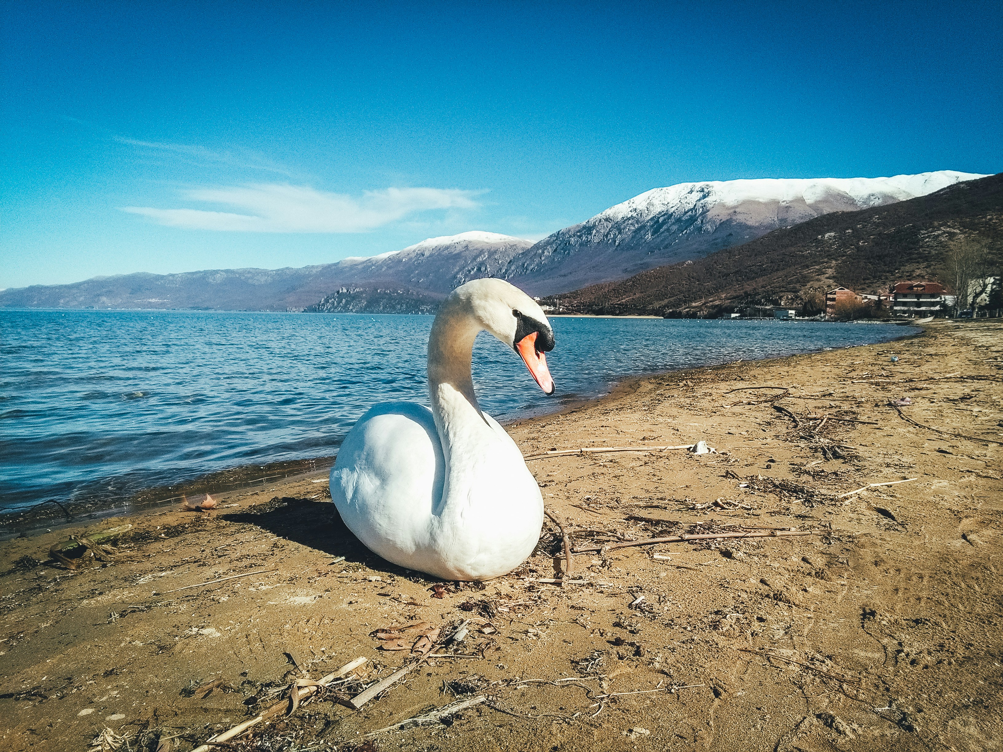 A graceful swan resting on a sandy beach beside a tranquil lake, with snow-capped mountains in the background.