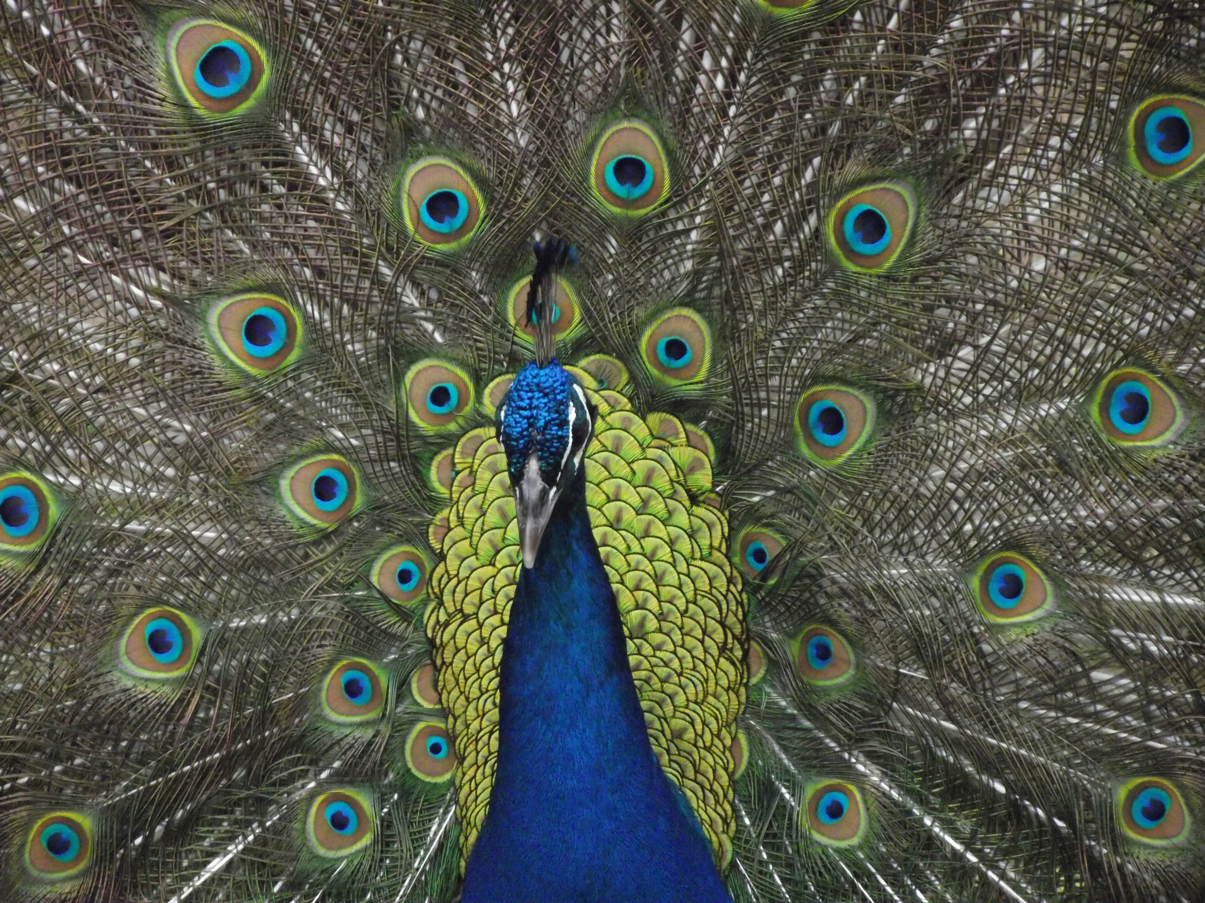 Royal Fanfare: The Peacock's Electric Blue Crest Amid a Crown of Eye-Patterns