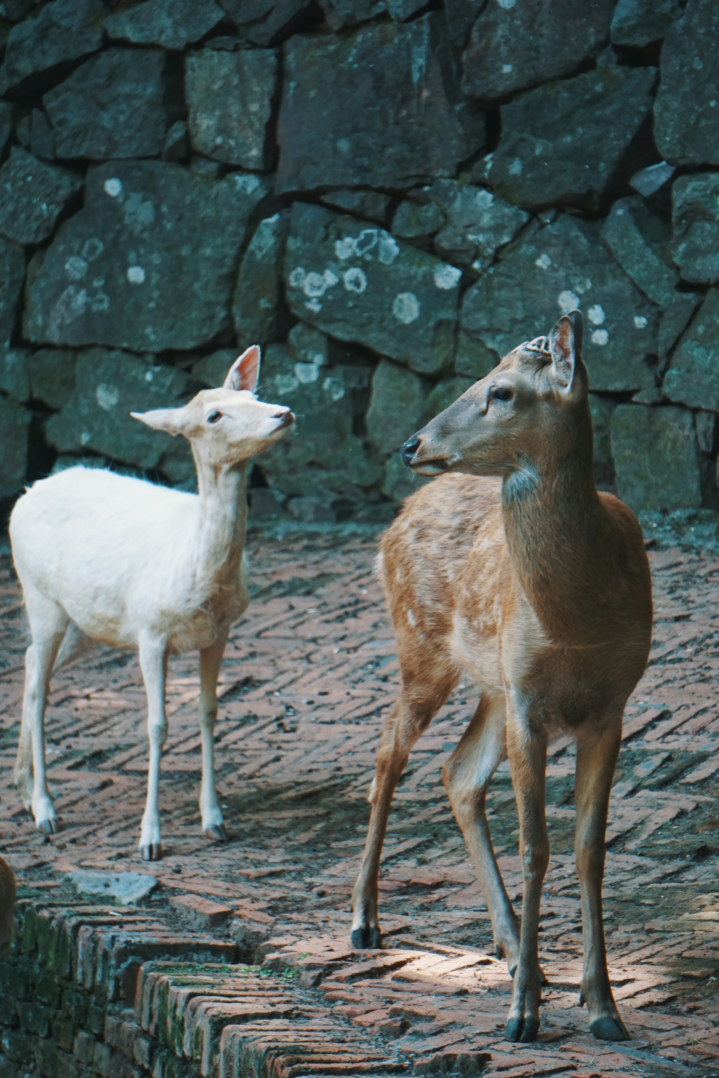 Bridge of Quiet: A Brown and White Deer Pause on a Sunlit Brick Path