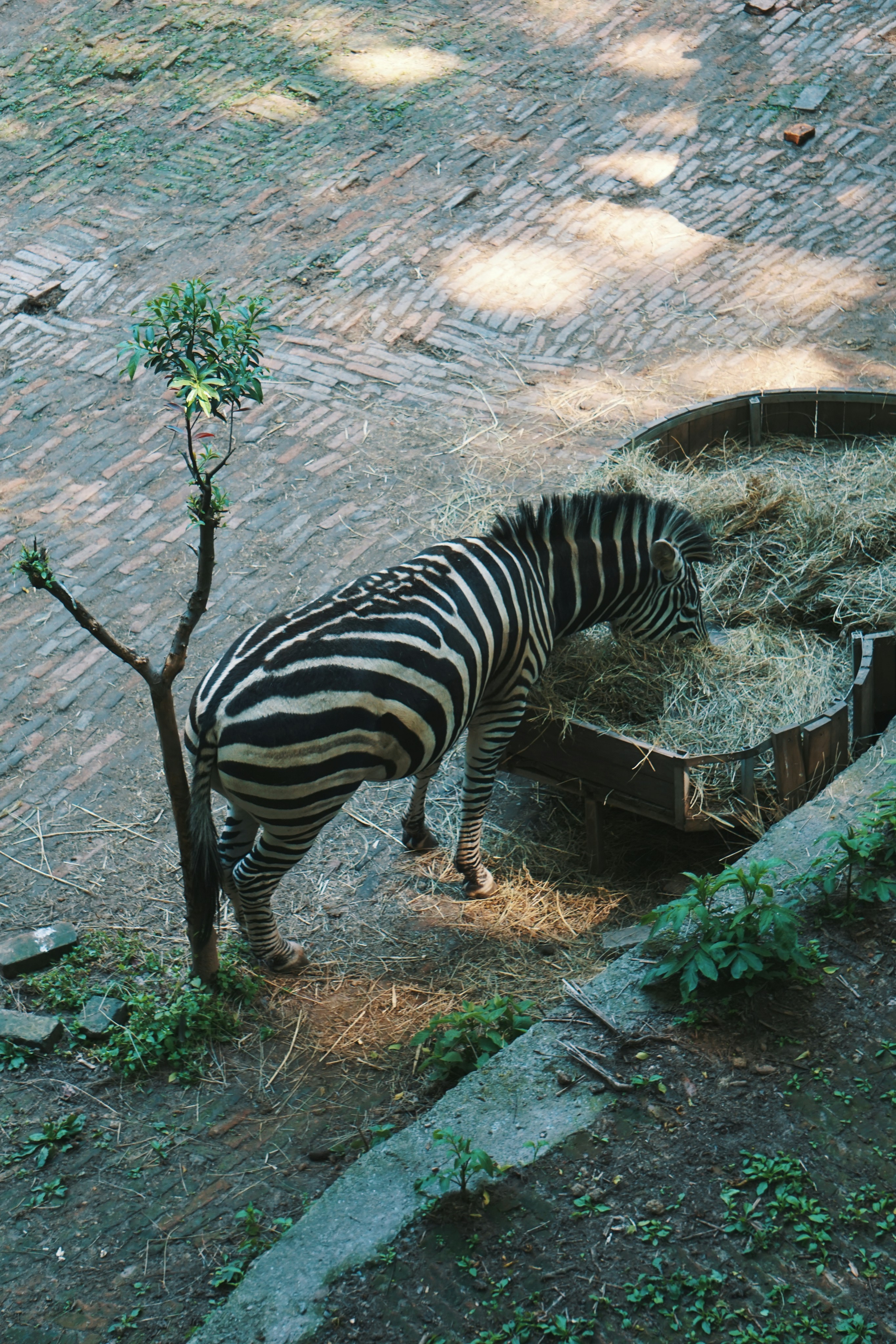 A zebra grazing on hay in a rustic enclosure, surrounded by greenery and brick pathways.
