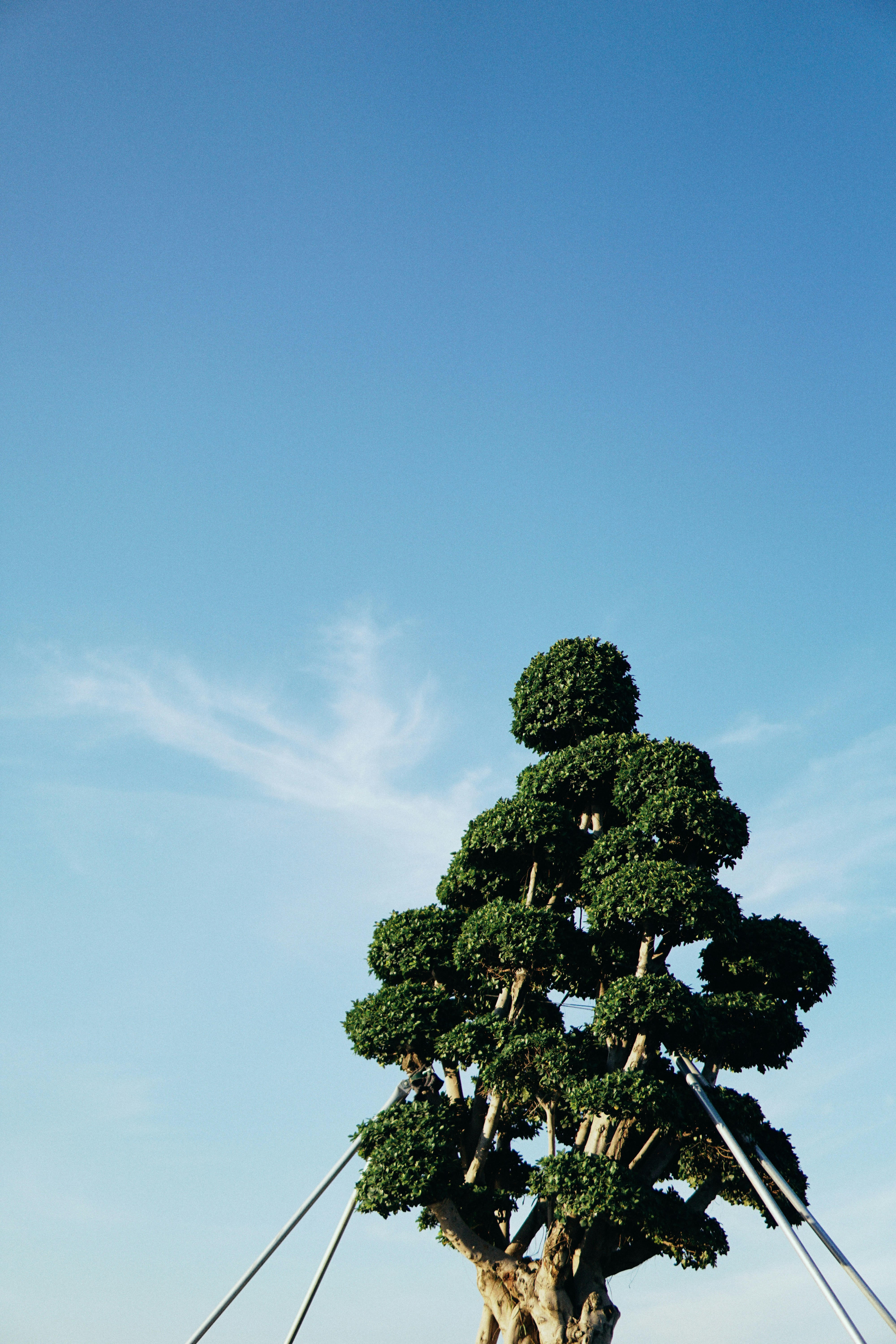 Meticulously trimmed tree against a clear blue sky with light cloud formations.