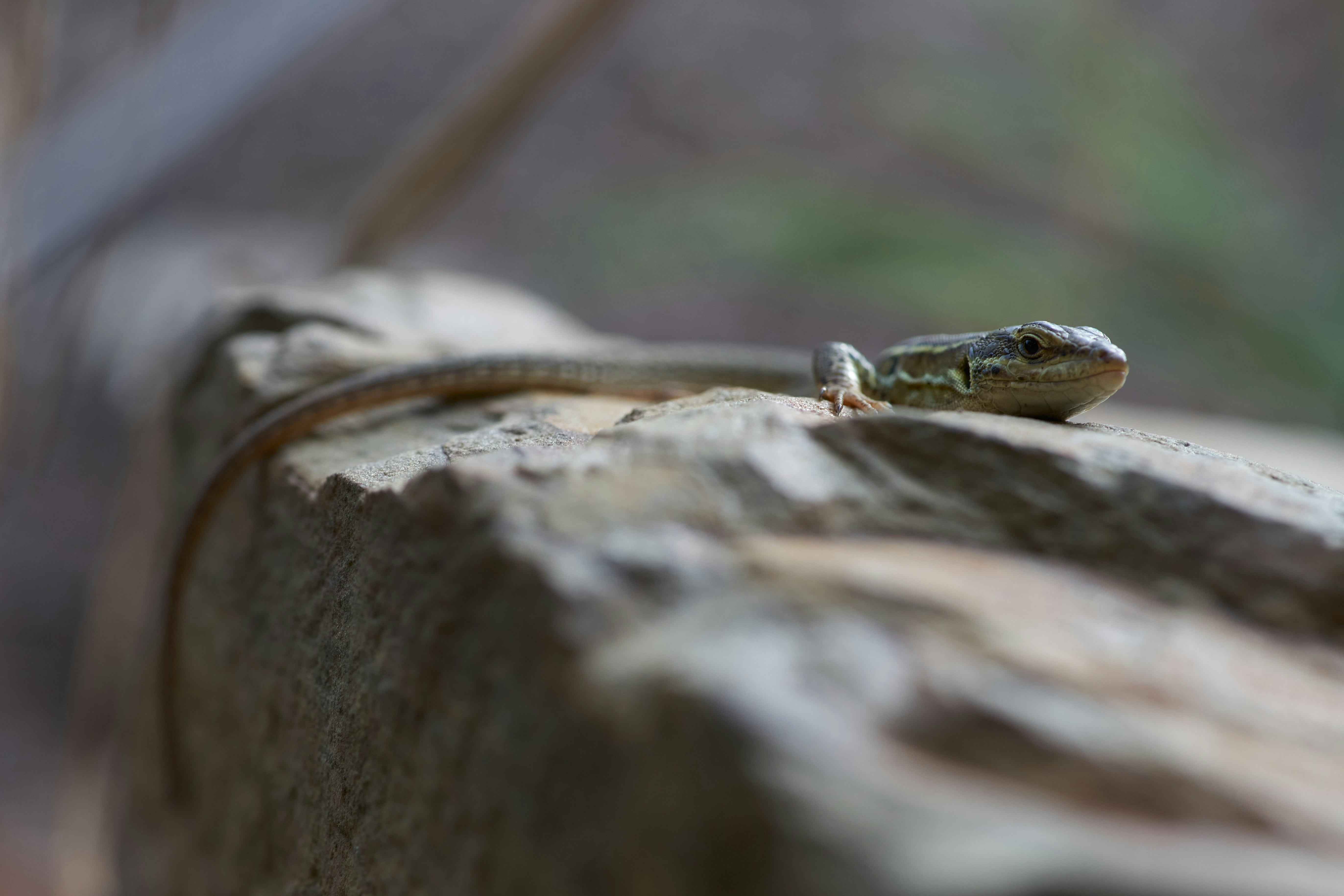A lizard perched on a weathered log, blending seamlessly with its surroundings. The creature's intricate details are highlighted against the natural backdrop.
