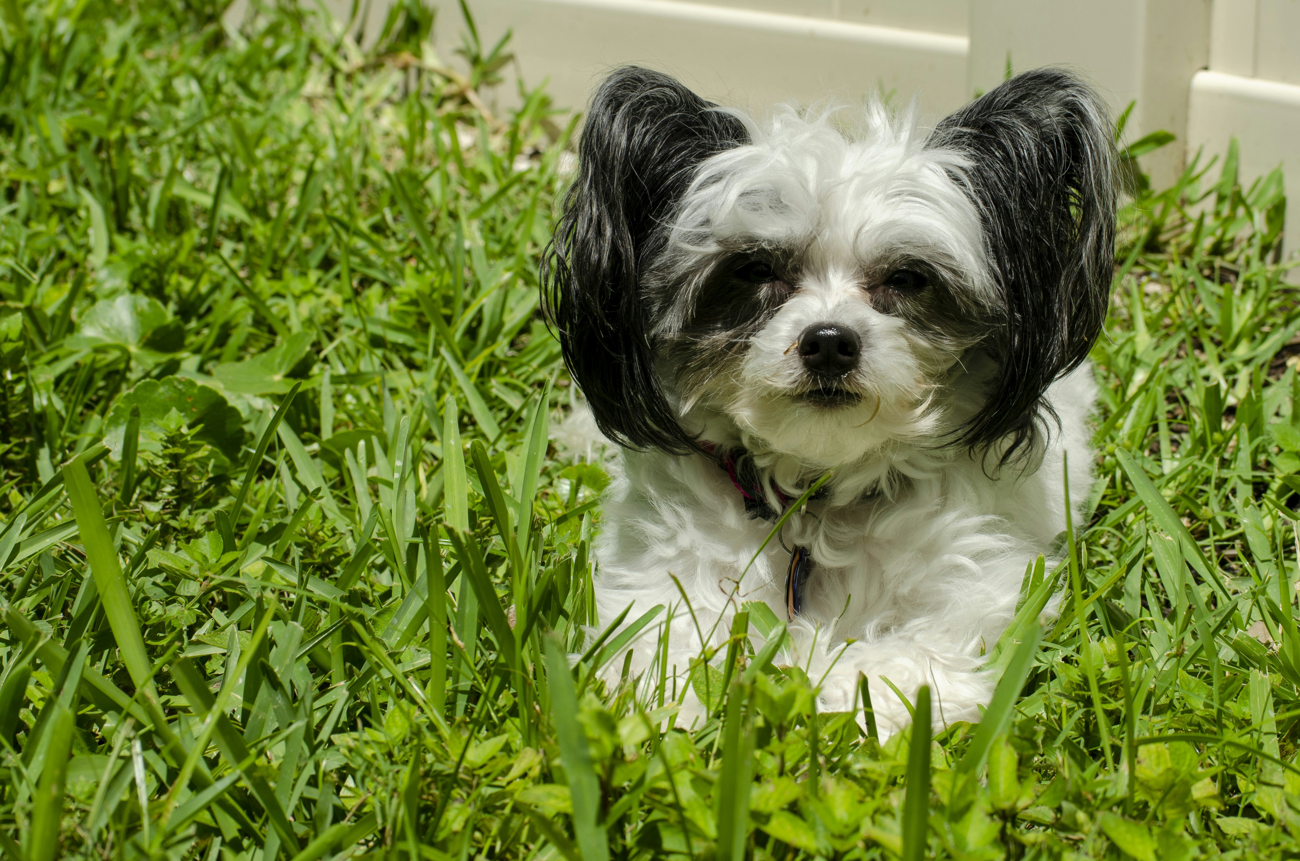 Fluffy Shih Tzu Pause in Sunlit Meadow
