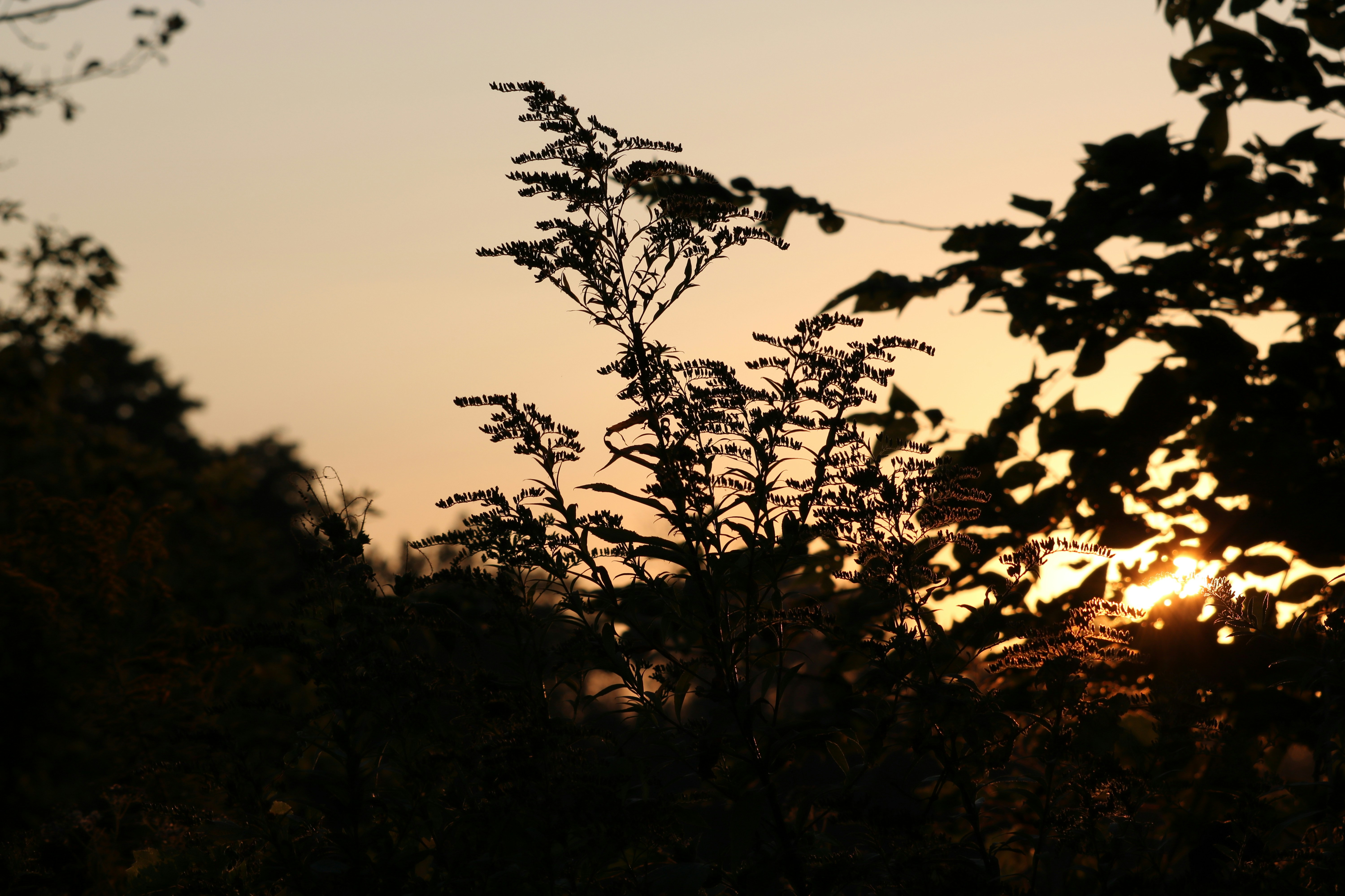 Silhouetted foliage against a warm sunset backdrop, highlighting the intricate details of nature's forms.