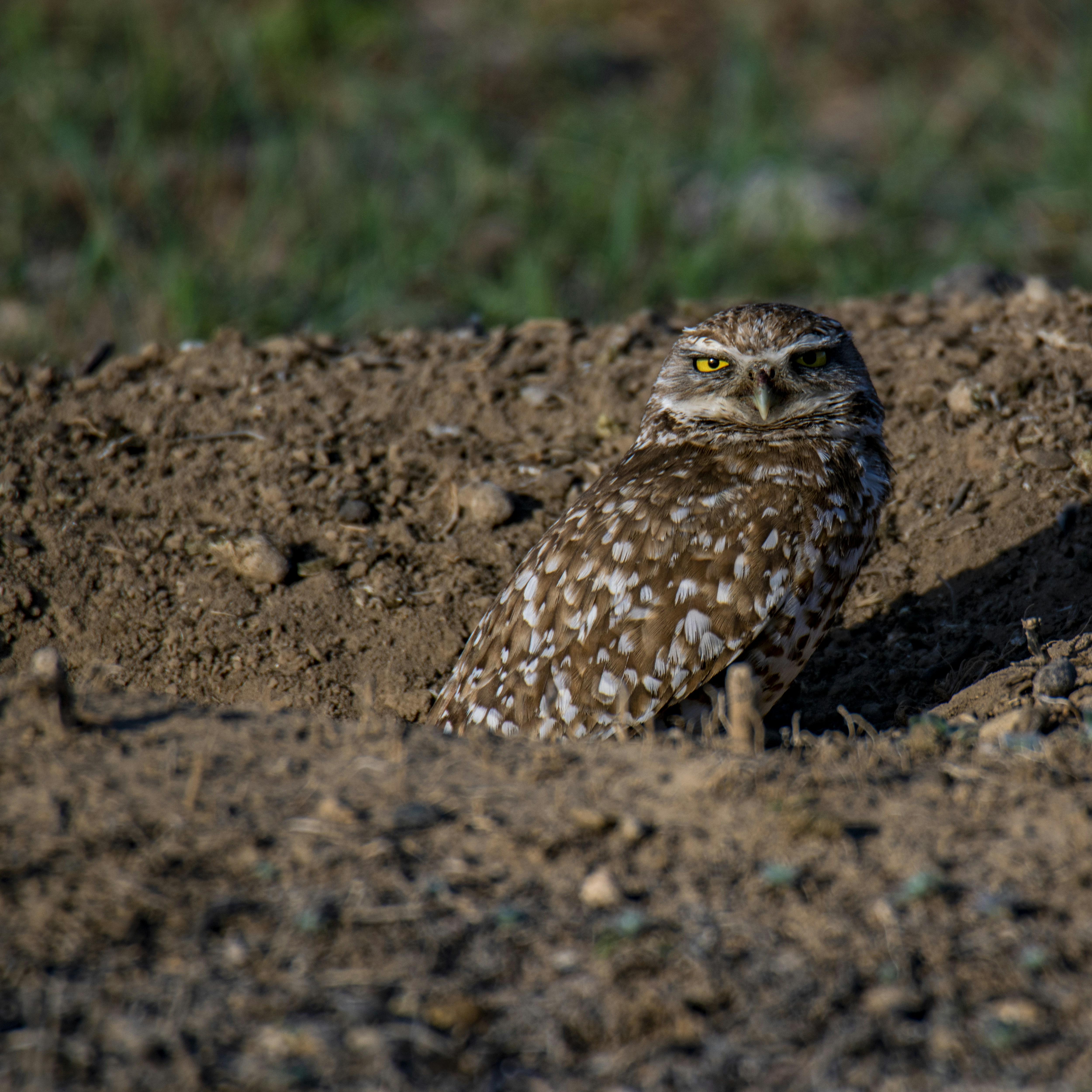 Foto Un pequeño búho está sentado en la tierra – Imagen Animal gratis ...