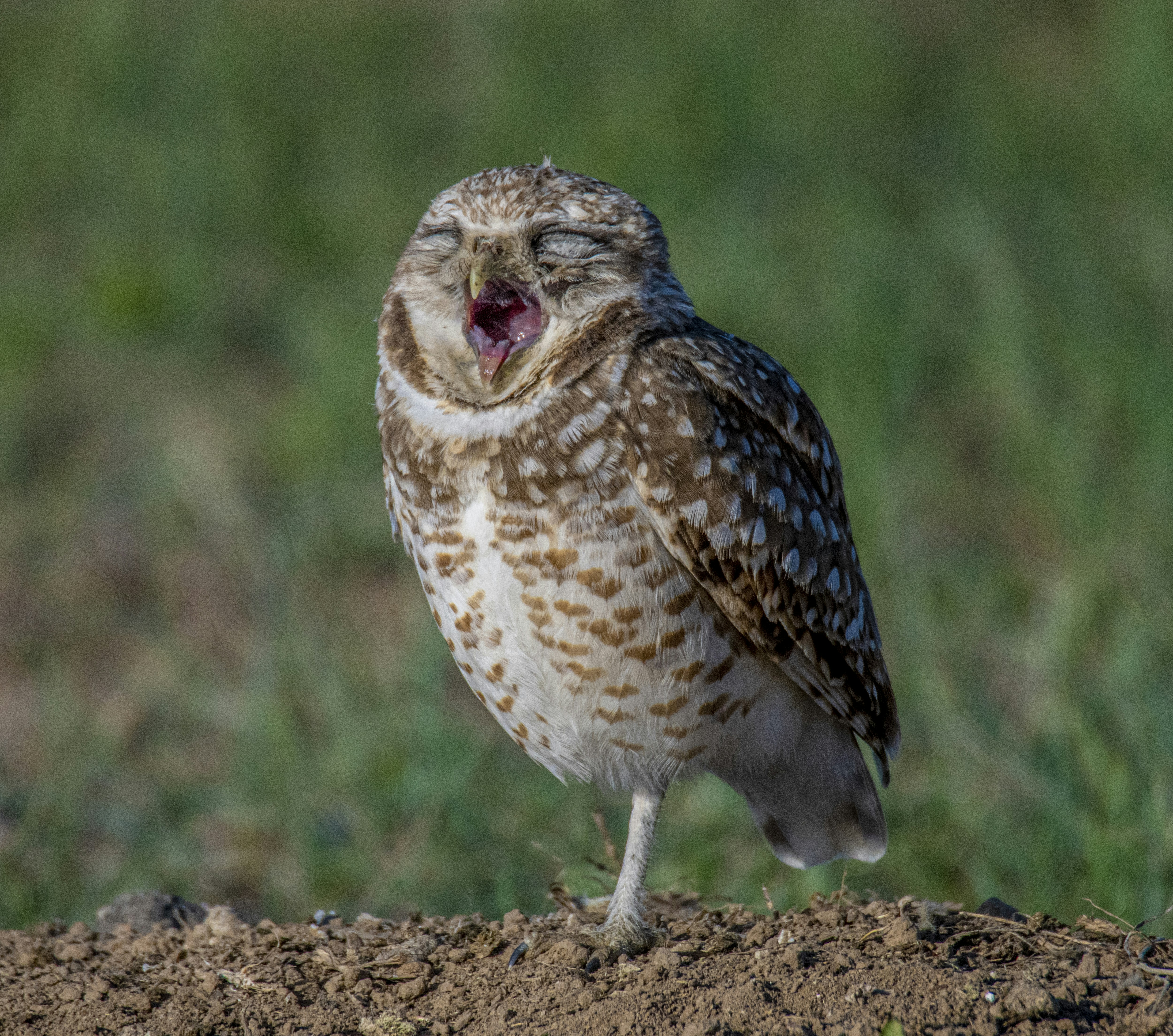 Burrowing Owl Yawn: A Ground-Level Moment in Quiet Morning Light