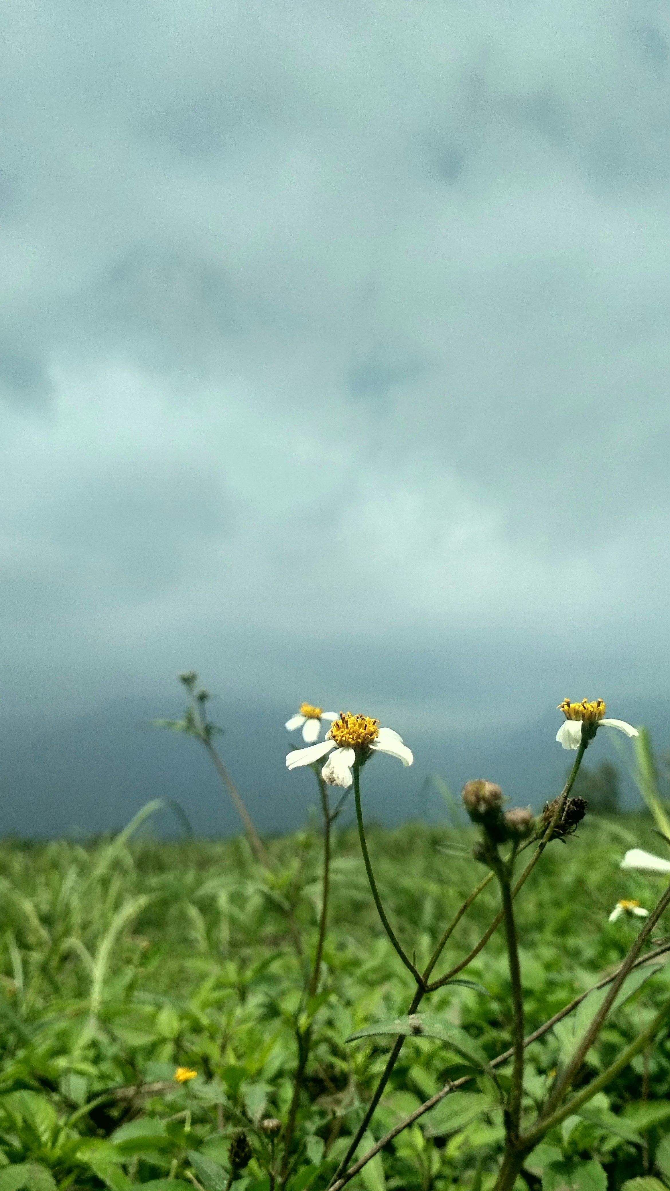 Daisies at the Meadow’s Edge Under a Stormy Sky