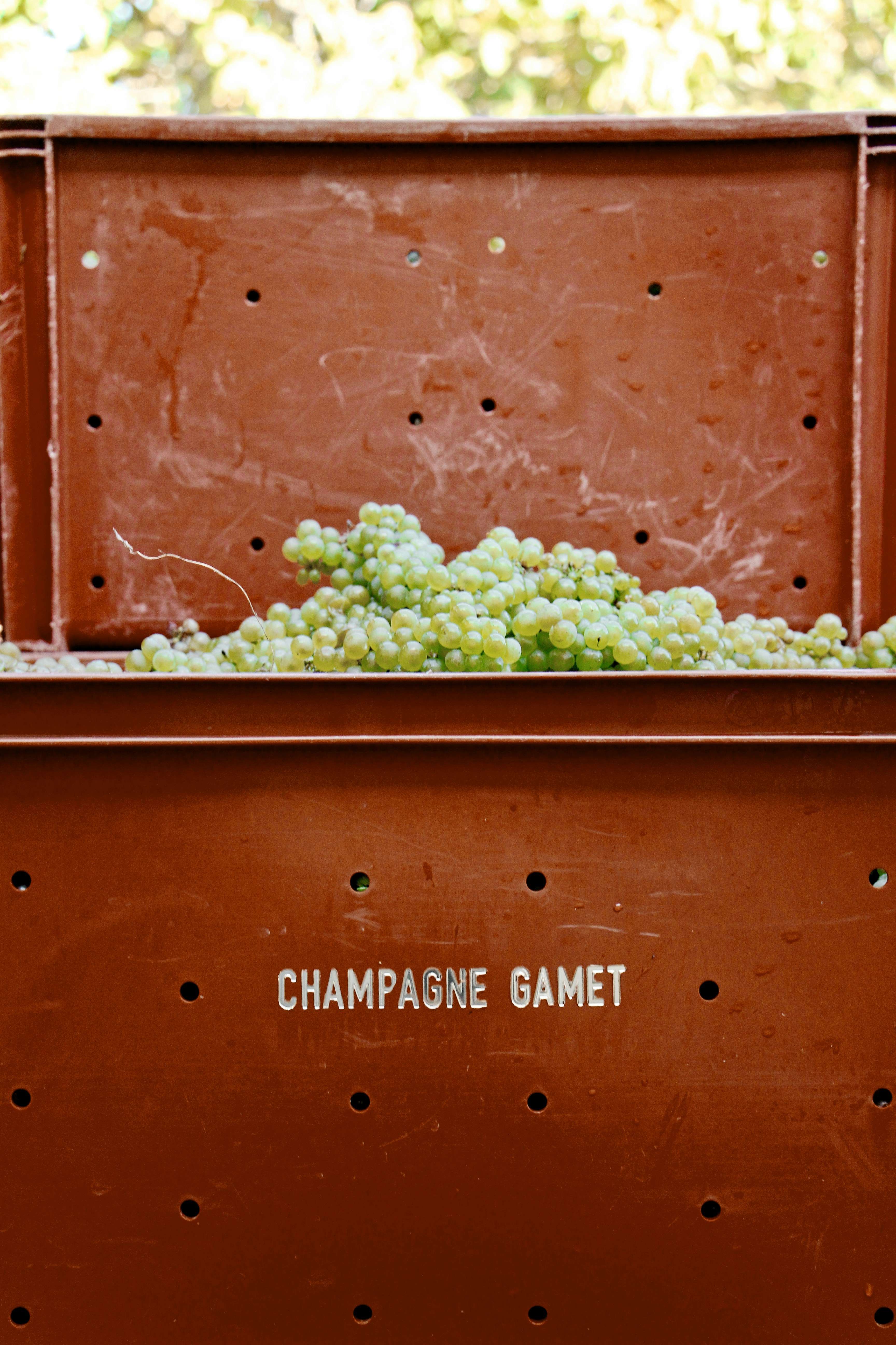 Emerald Grapes on Rusted Champagne Crates: A Quiet Still-Life