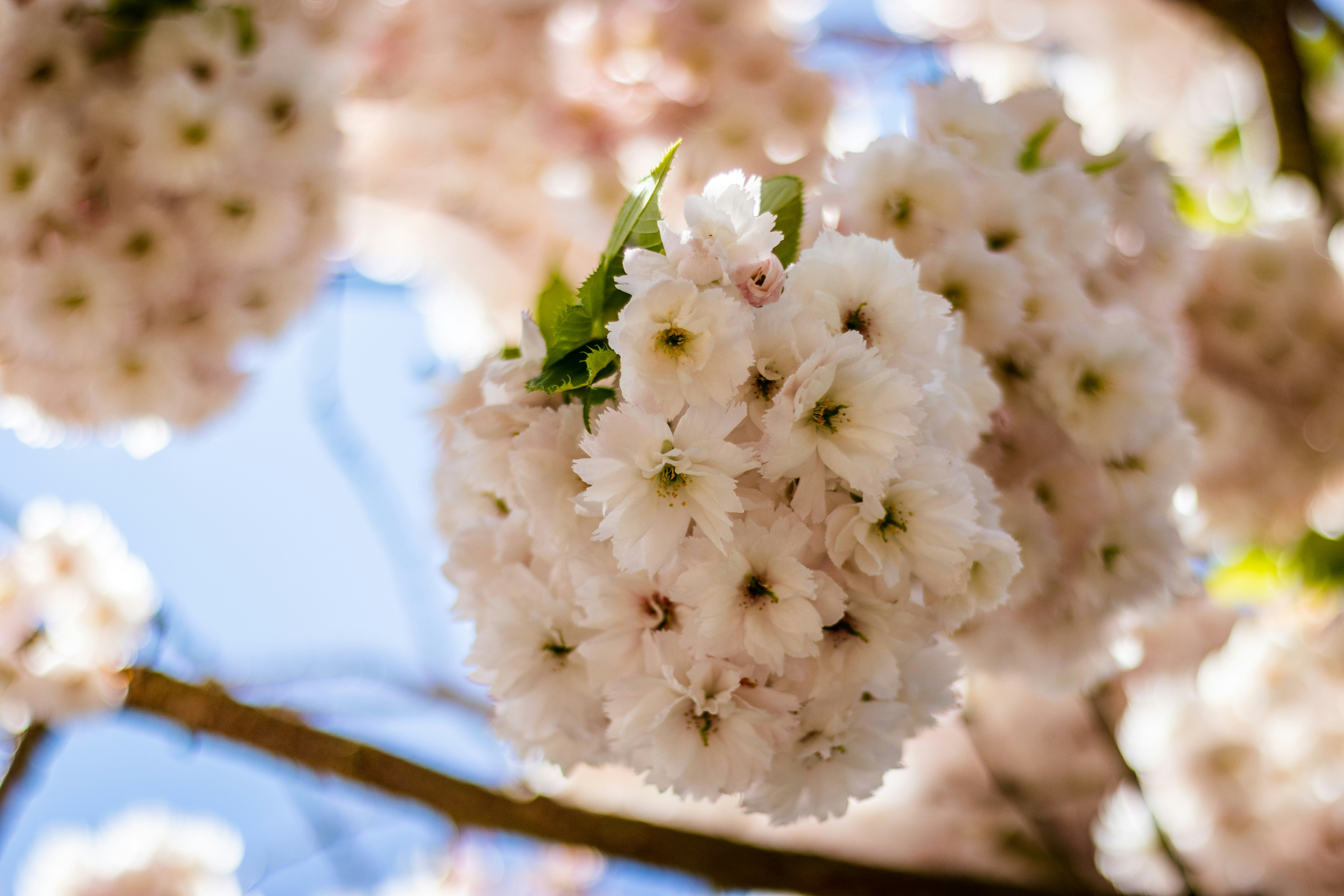 Sunlit Snow: Close-Up of Cherry Blossoms Against a Sky-Blue Backdrop