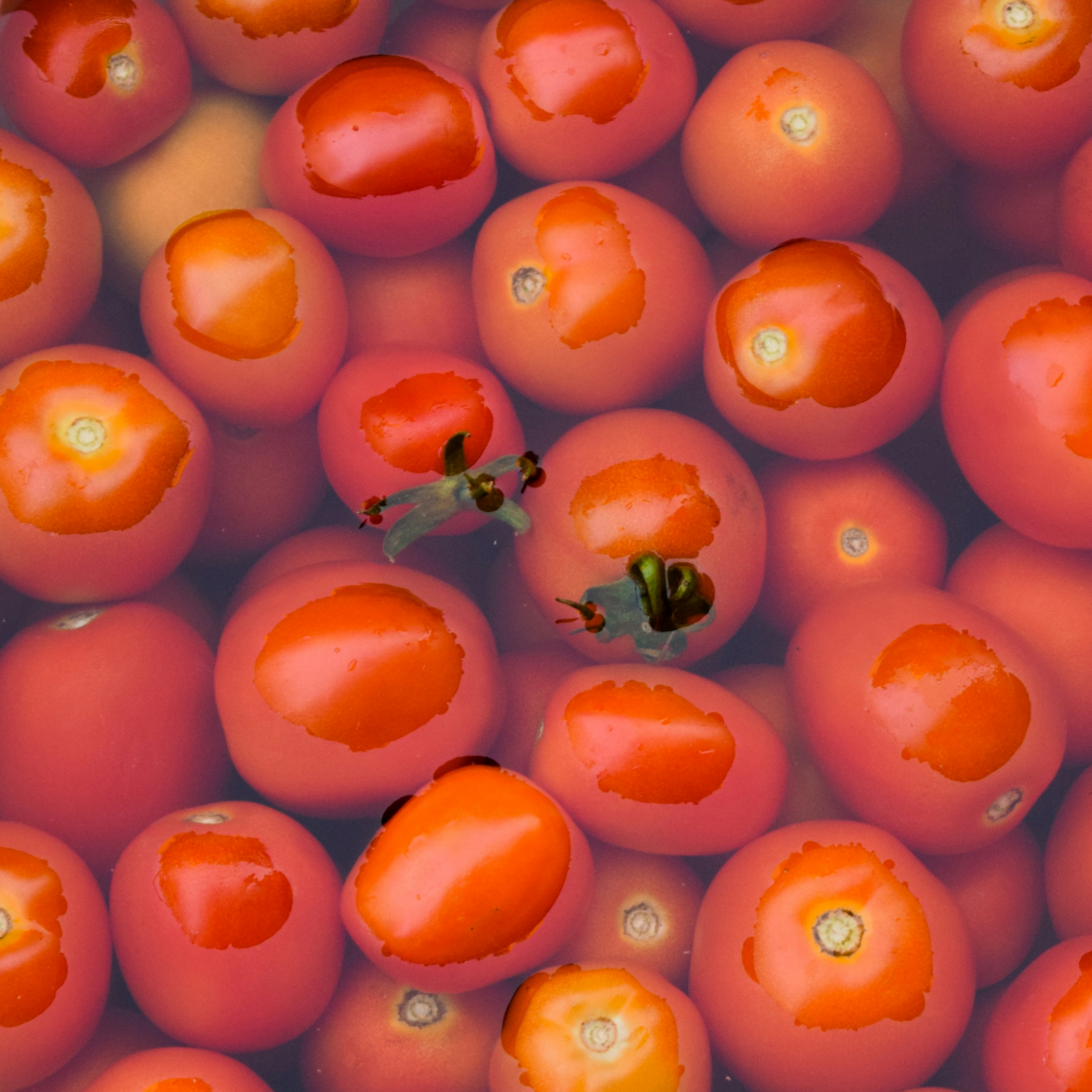 Red Orbs in a Glassy Sea: A Closer Look at Tomatoes