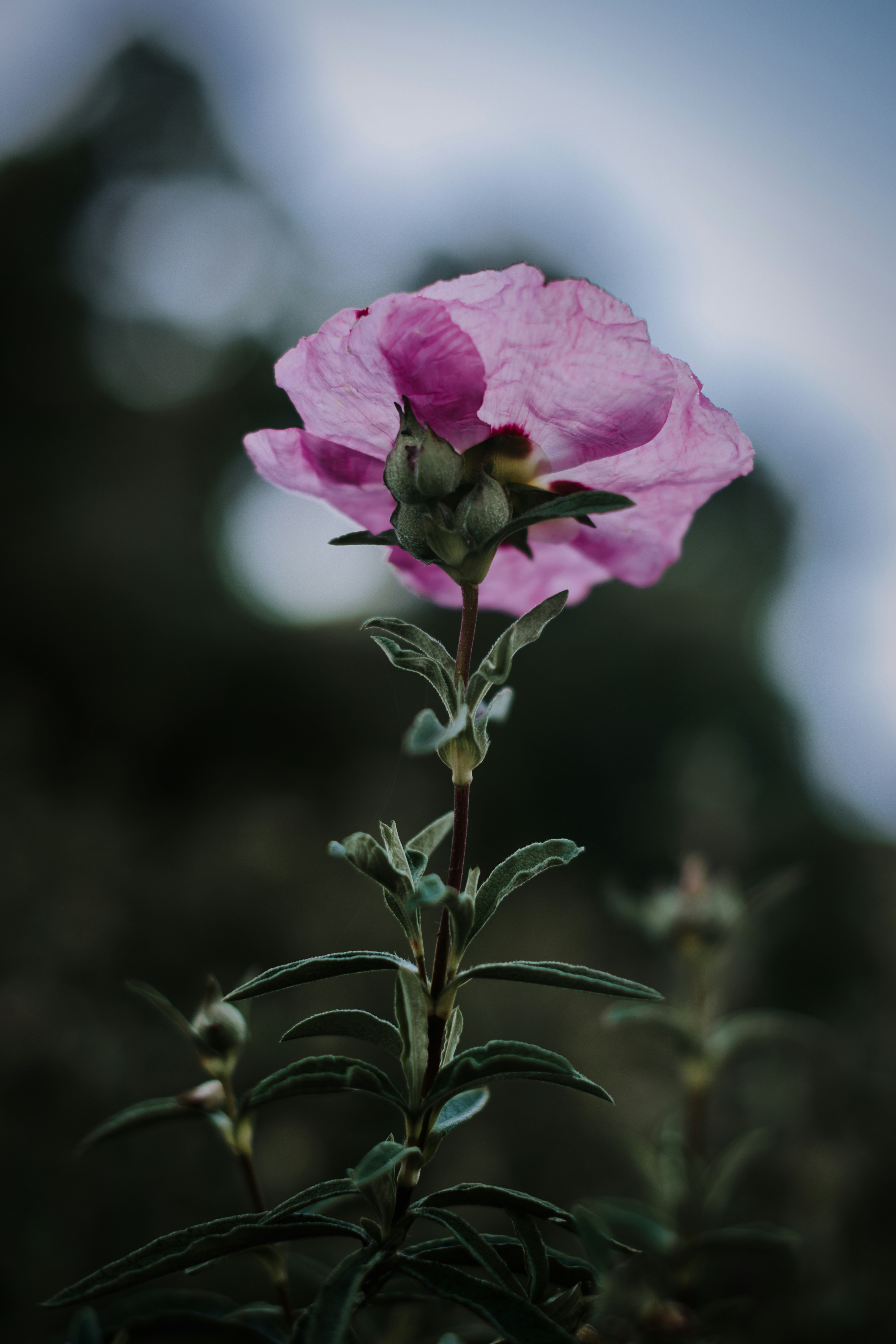 Delicate pink flower rising above lush green foliage against a softly blurred background. The image captures the essence of tranquility in nature.